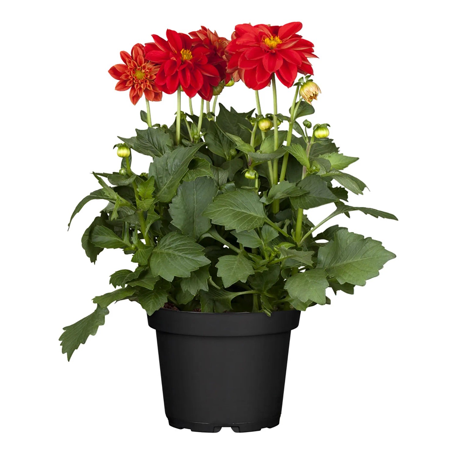 Dahlia Hybride Winterhart