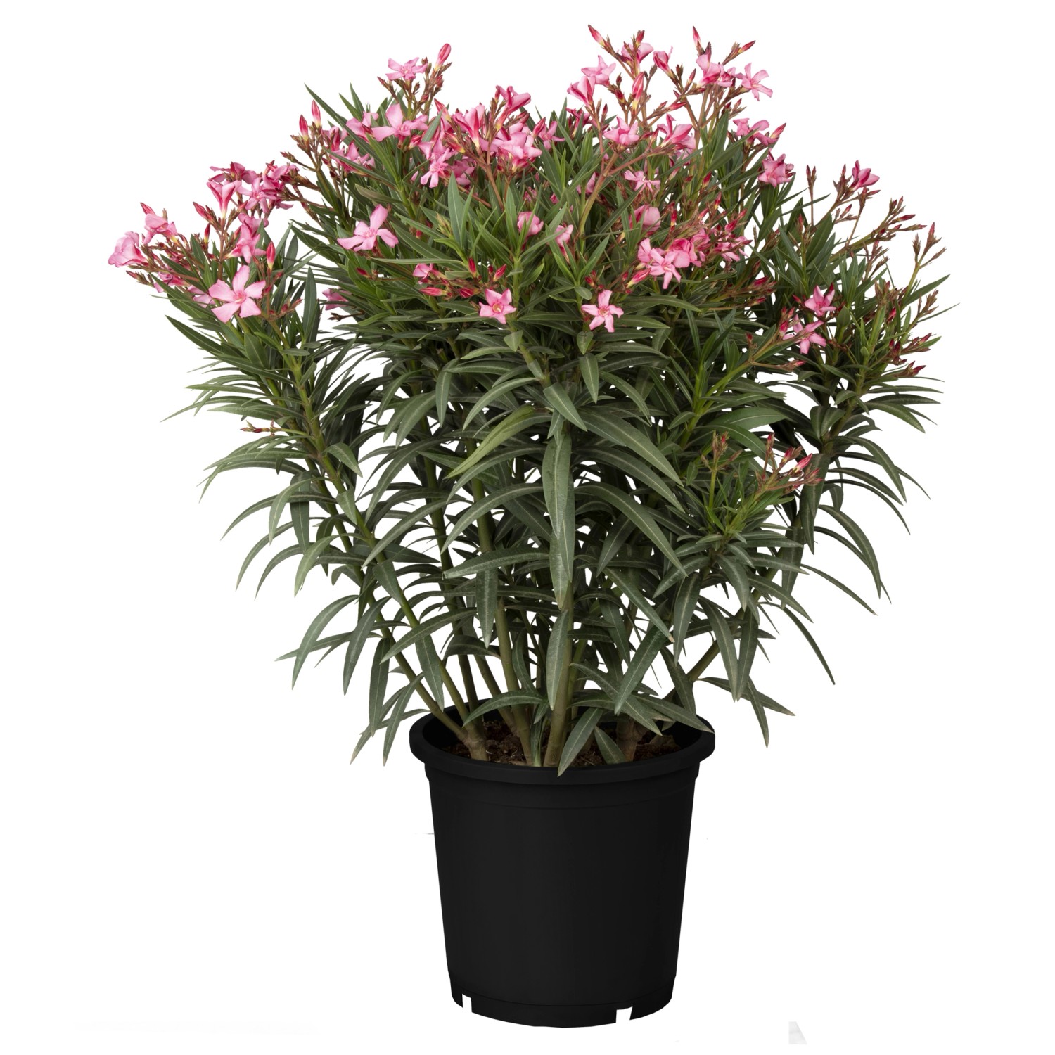 GROW by OBI Oleandr obecný (Nerium oleander) cca výška 125-150 cm, pr. 40 cm koupit v OBI