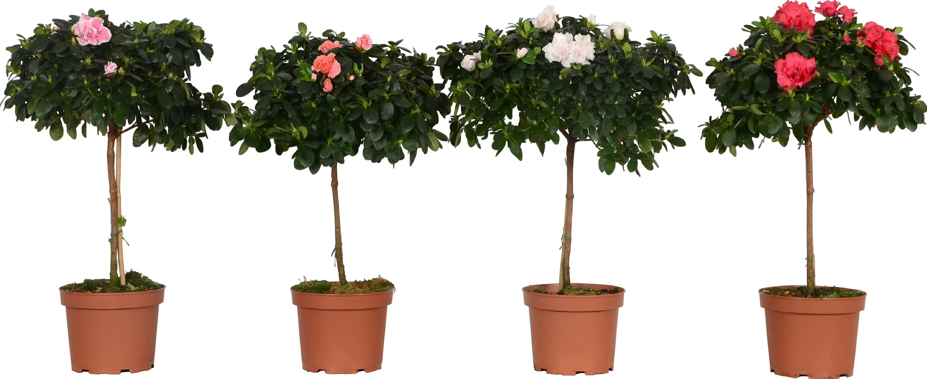 Pokojová azalka mix na kmínku průměr květináče cca 19 cm koupit v OBI