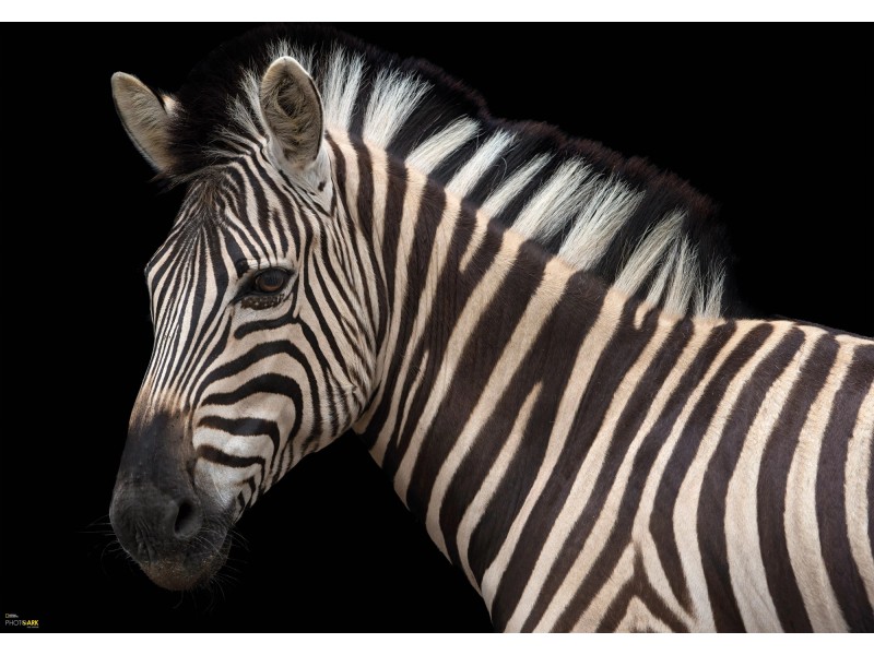 Komar Vliesová fototapeta National Geographic Damara Zebra 400 x 280 cm ...