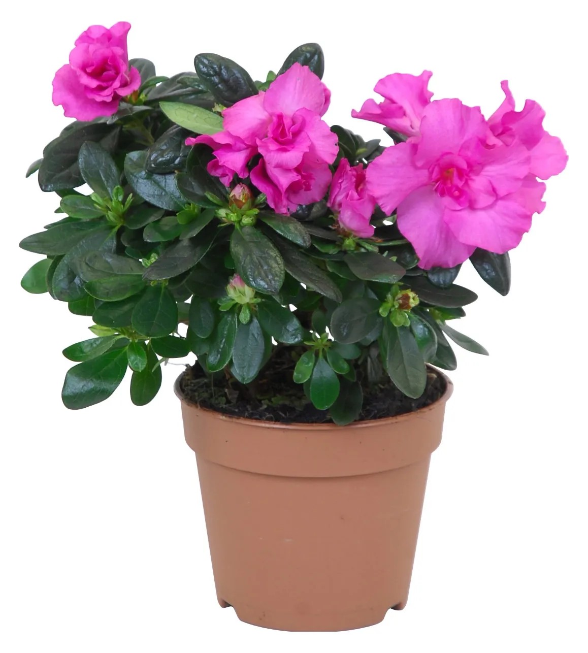 Pokojová azalka fialová průměr květináče cca 12 cm nakoupit u OBI