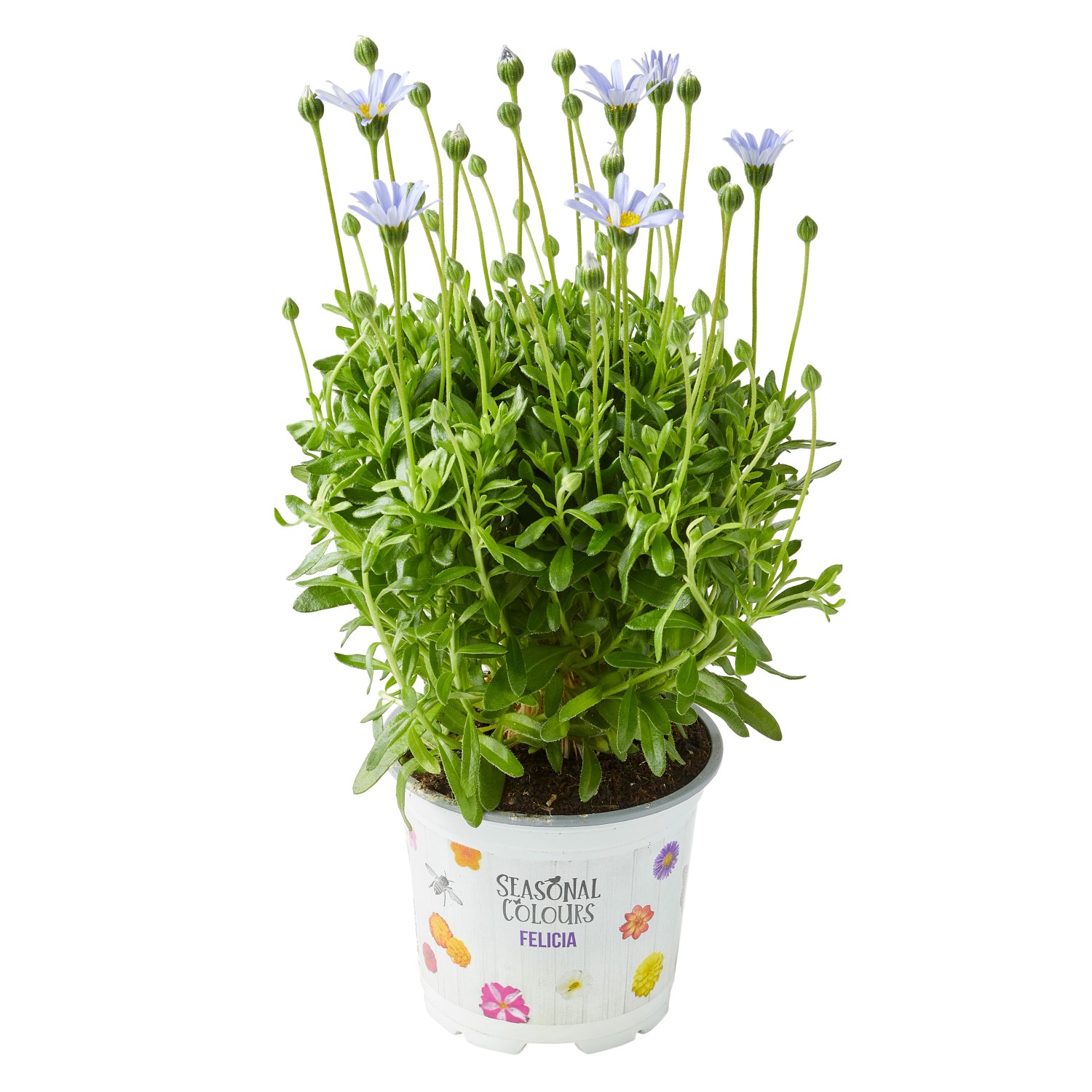 Felicie kapská (Felicia amelloides), pr. kv. cca 10,5 cm koupit v OBI