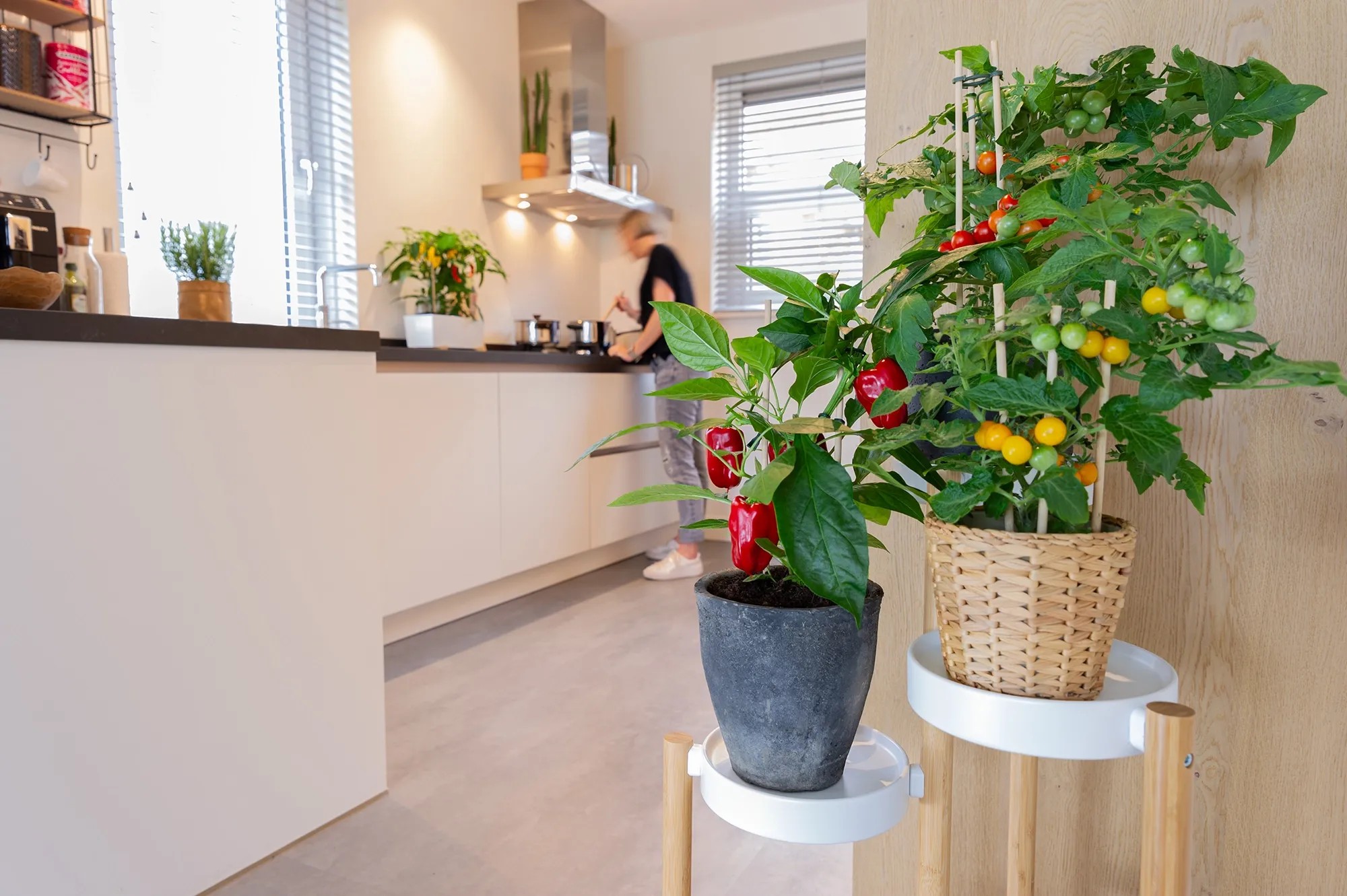 GROW by OBI Paprika "Snack Pepper Red" (Capsicum annuum) Pick&Joy, pr ...