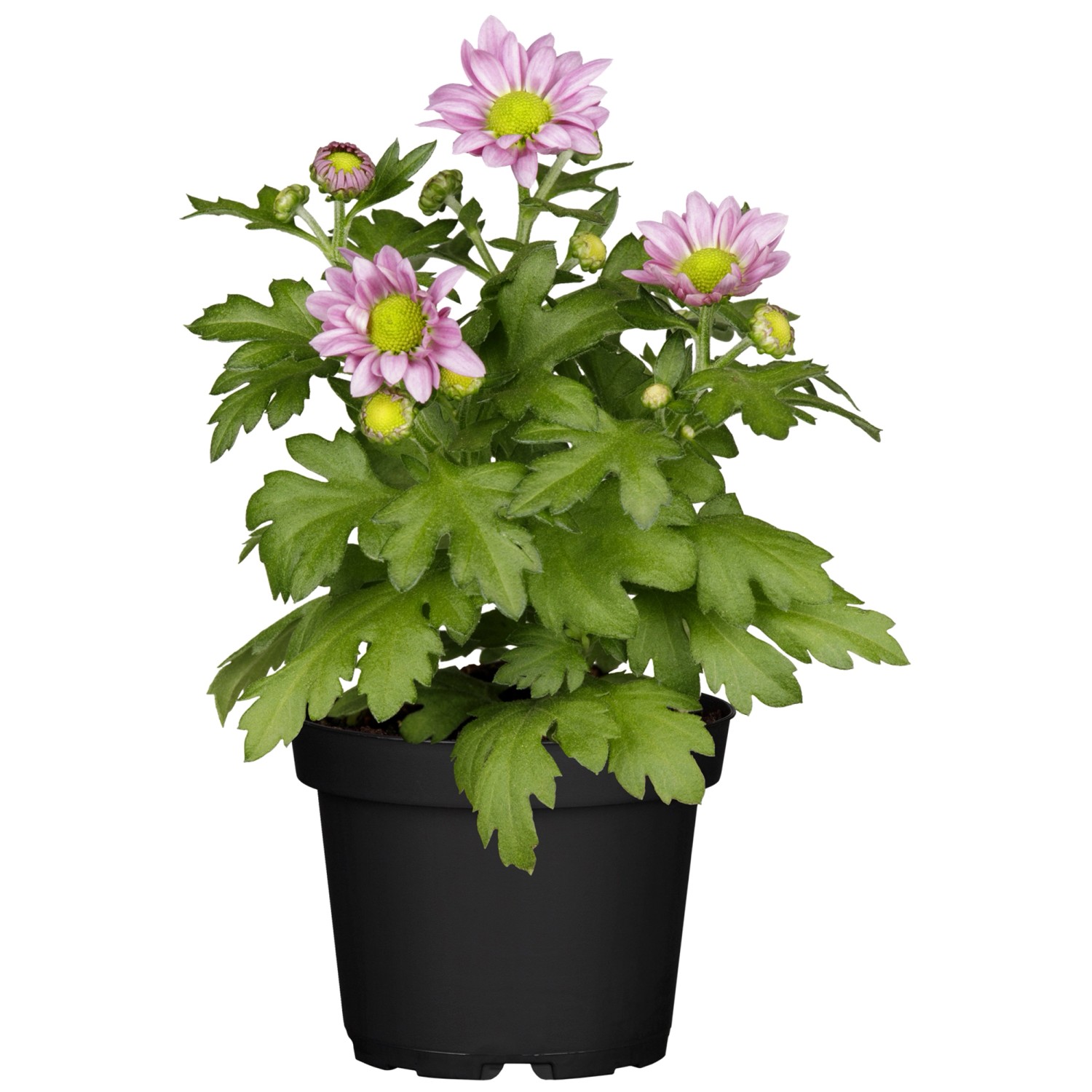 Landgard Listopadka indická (Chrysanthemum indicum) výška 10-20 cm, pr ...