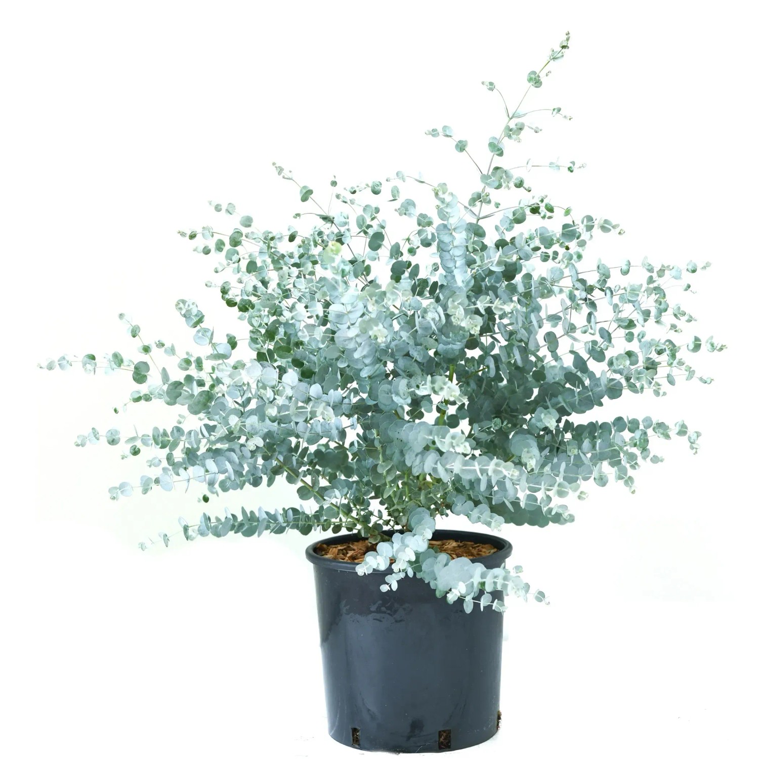 Eukalyptus Baby Blue