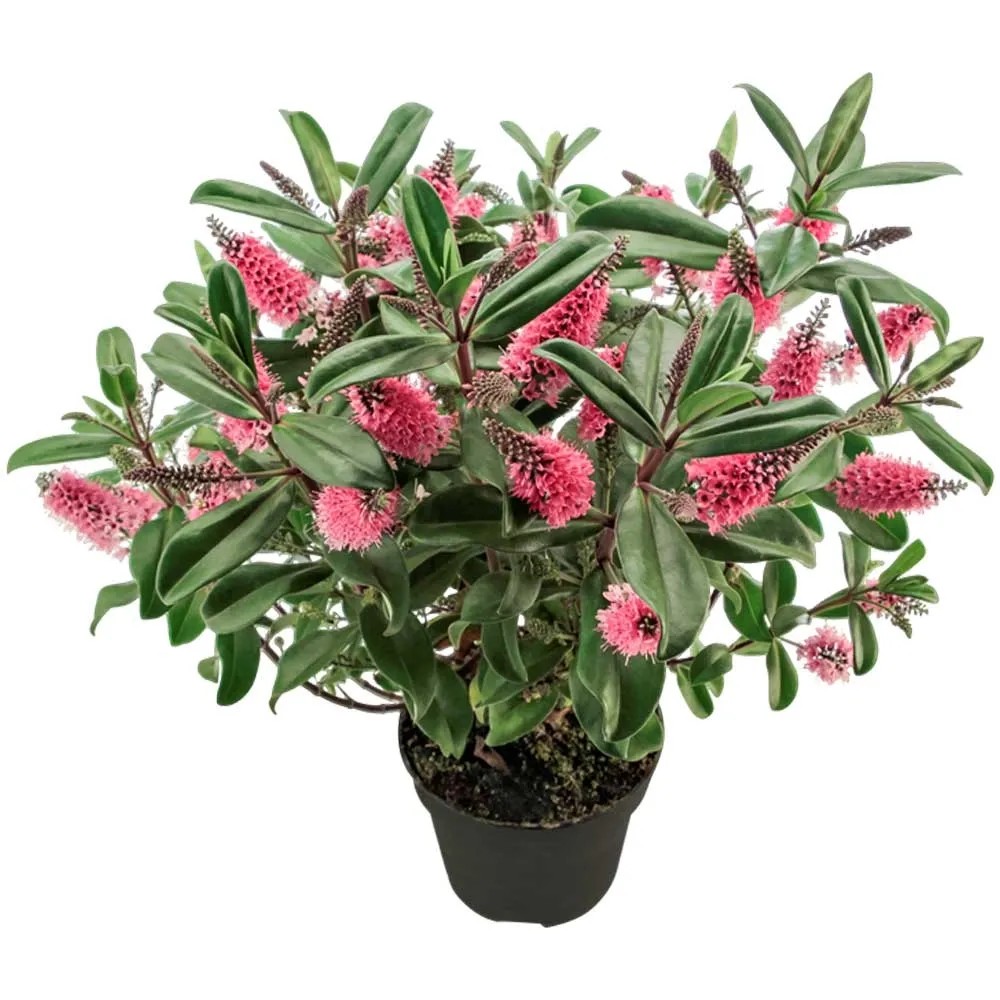 Hebe hybrida "Queen Kiwi" pr. cca 12 cm