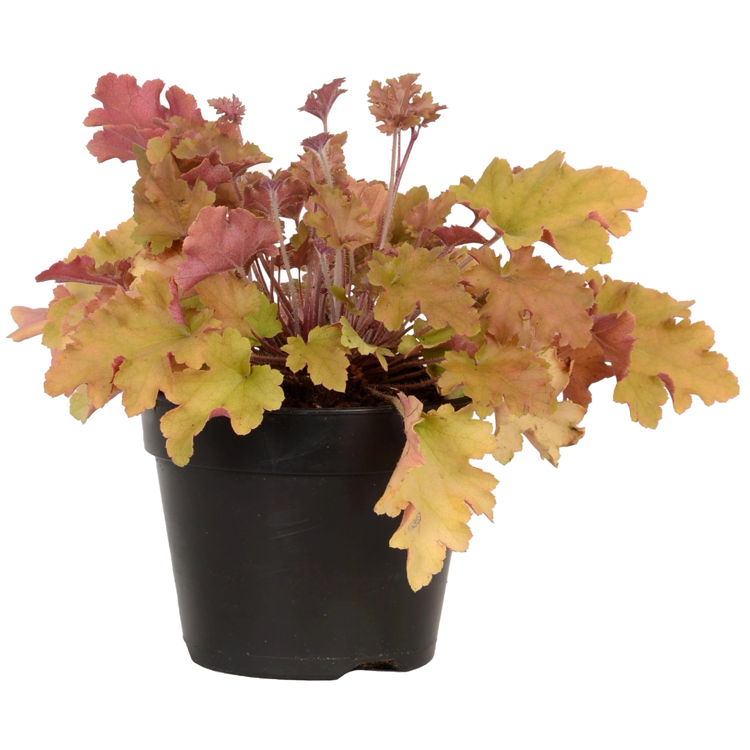 Grow by OBI Dlužicha (Heuchera) Indian Summer Marmelade, pr. cca 15 cm koupit v OBI