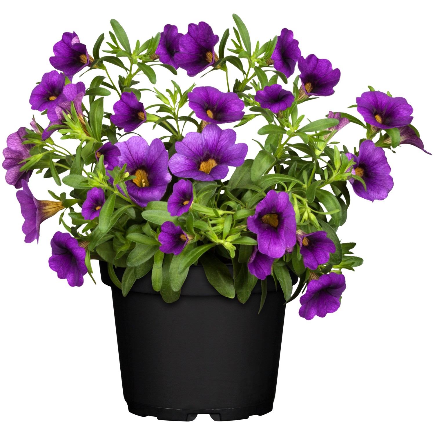 GROW by OBI Minipetúnie (Calibrachoa hybrid) "Lia Blue Purple" cca pr ...