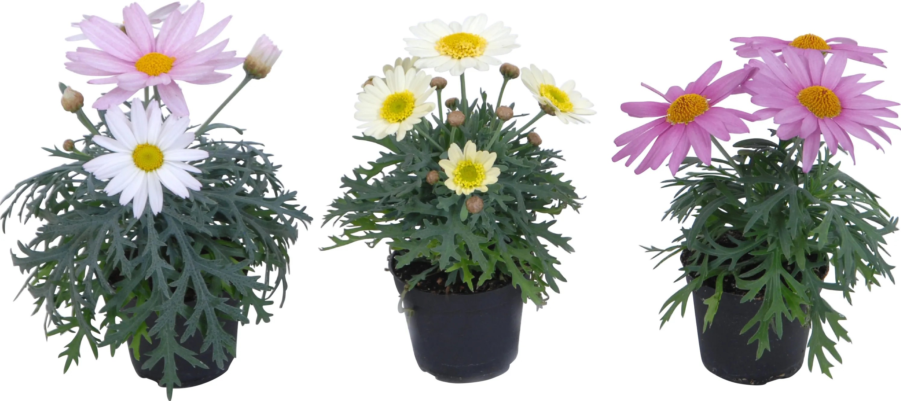 Mini chryzantéma Percussion průměr květináče cca 6 cm nakoupit u OBI