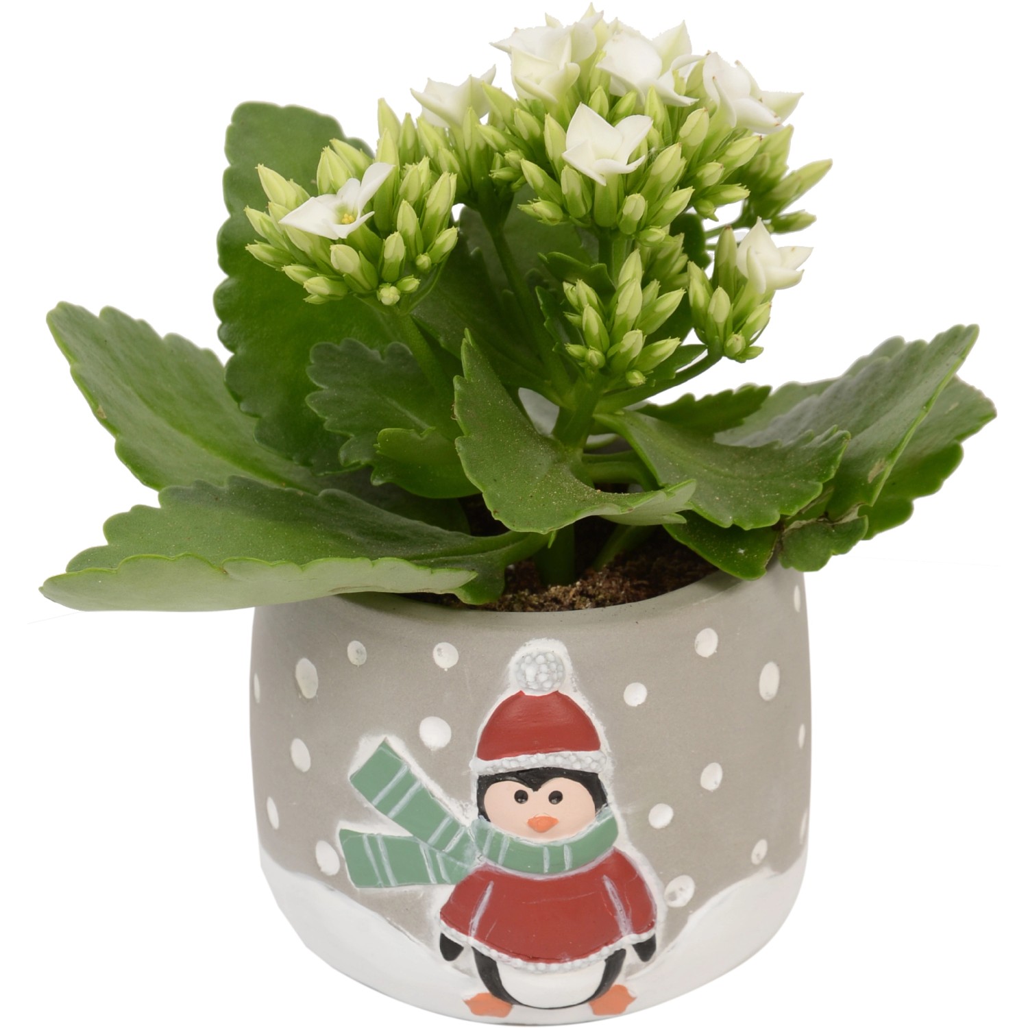 Kolopejka ve vánoční keramické nádobě pr. květináče cca 6 cm nakoupit u OBI