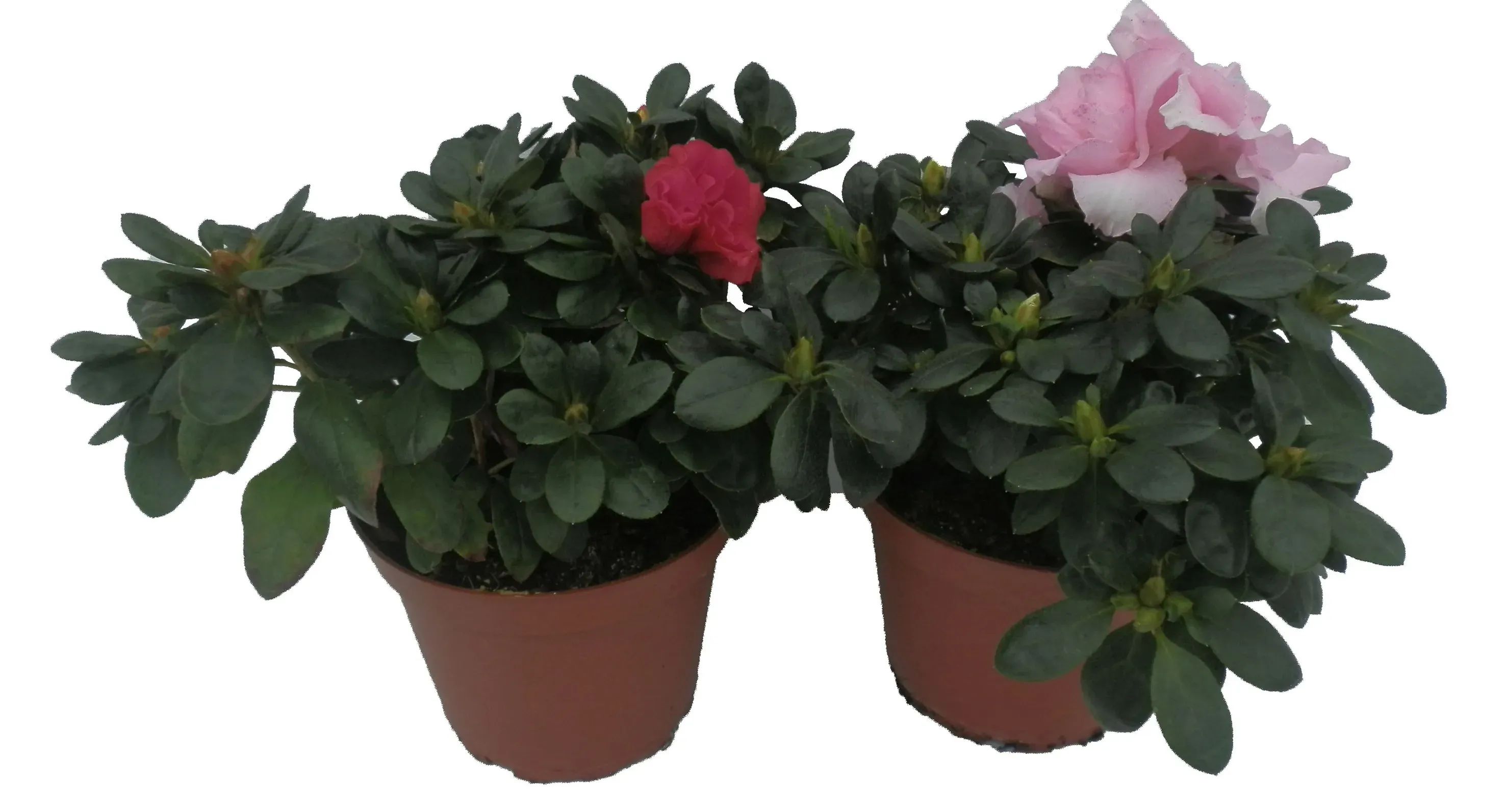 Azalka mini pokojová pr. květináče 9 cm koupit v OBI