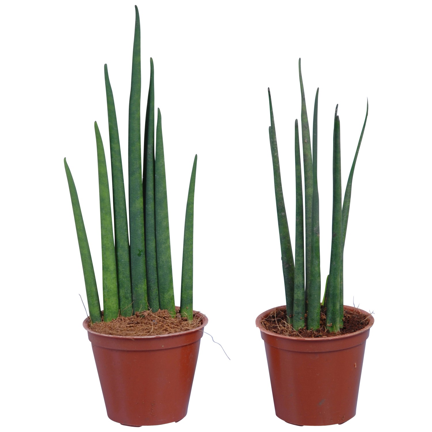 Tchynin jazyk Cylindrica Spaghetti průměr květináče cca 7 cm nakoupit u OBI