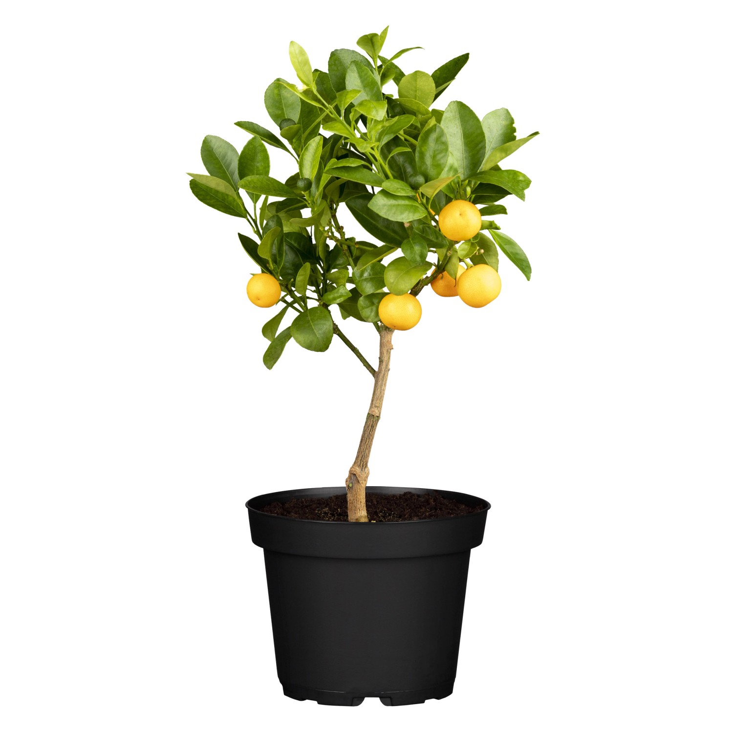 Citrusový kmen (Citrus), výška cca 20-30 cm, pr. kv. cca 12 cm koupit v OBI