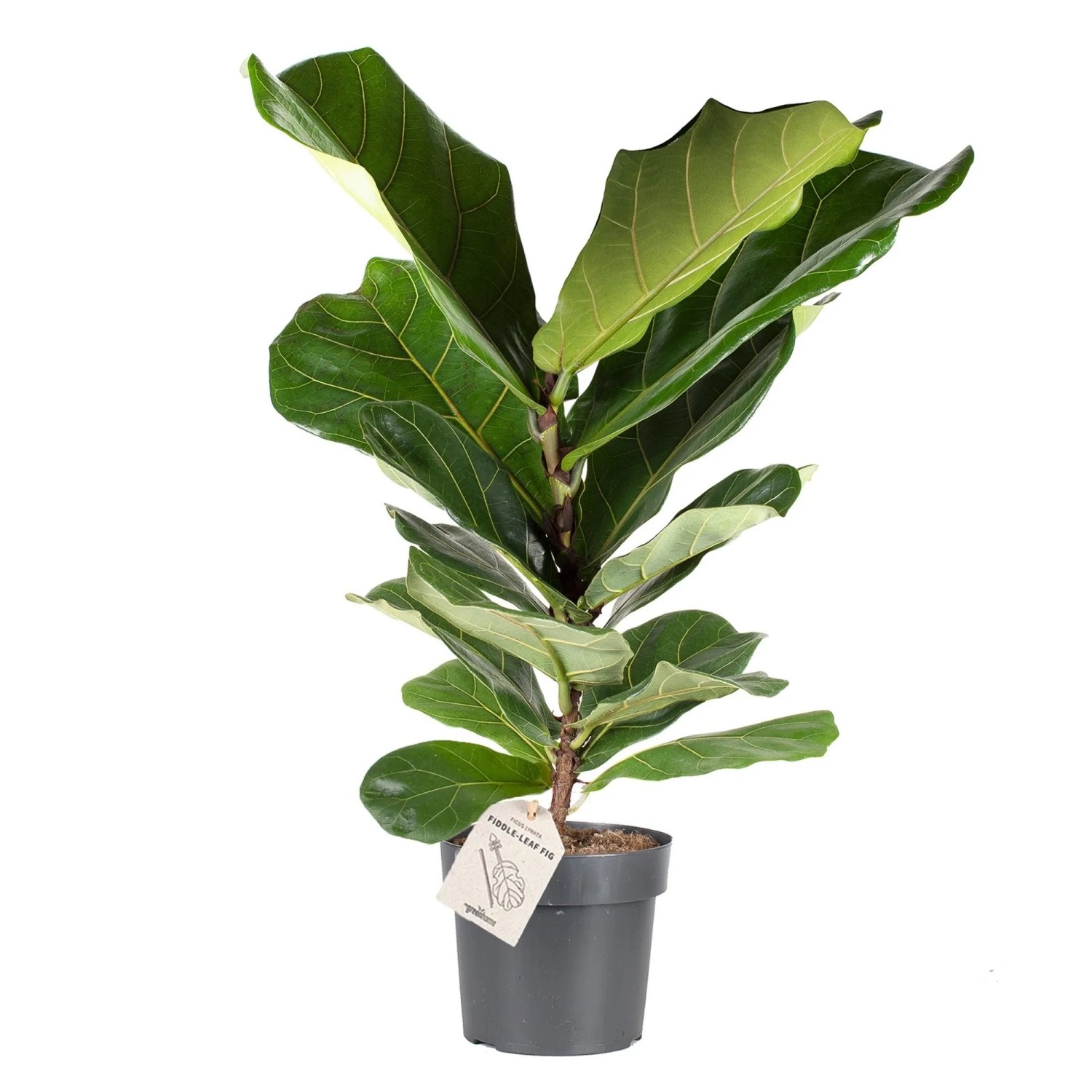Fíkovník lyrovitý (Ficus lyrata), výška cca 65-75 cm, pr. kv. cca 17 cm