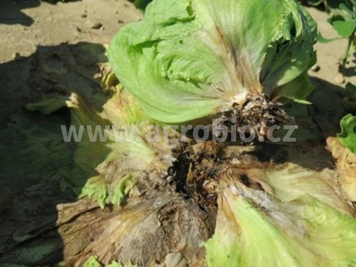 AgroBio Opava Odolnost rostlin Inporo Pro Trima M 500 g nakoupit u OBI