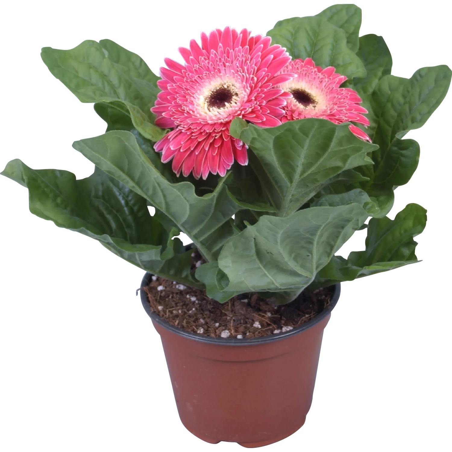 GROW by OBI Gerbera růžová, výška cca 30 cm, pr. květináče 12 cm