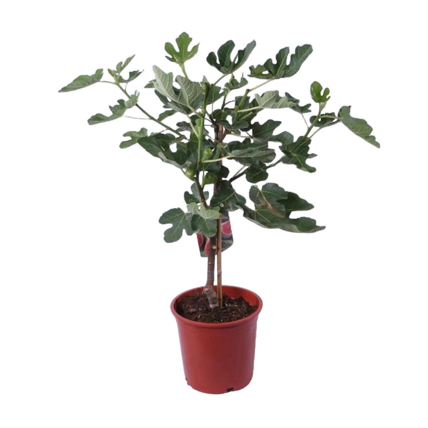 Landgard Fíkovník smokvoň (Ficus carica) cca 90 cm, pr. 20 cm