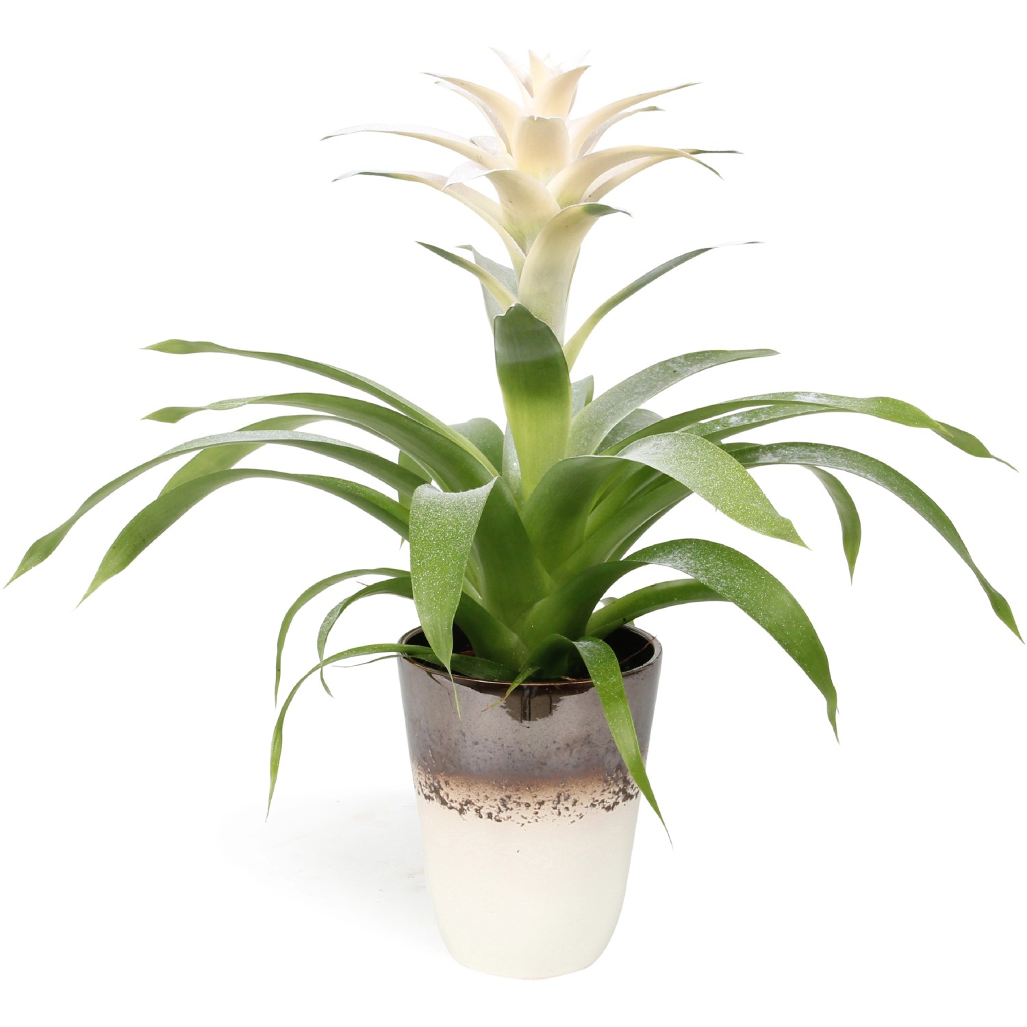 Aranžmá s guzmánií v bílohnědé keramické nádobě, průměr květináče cca ...