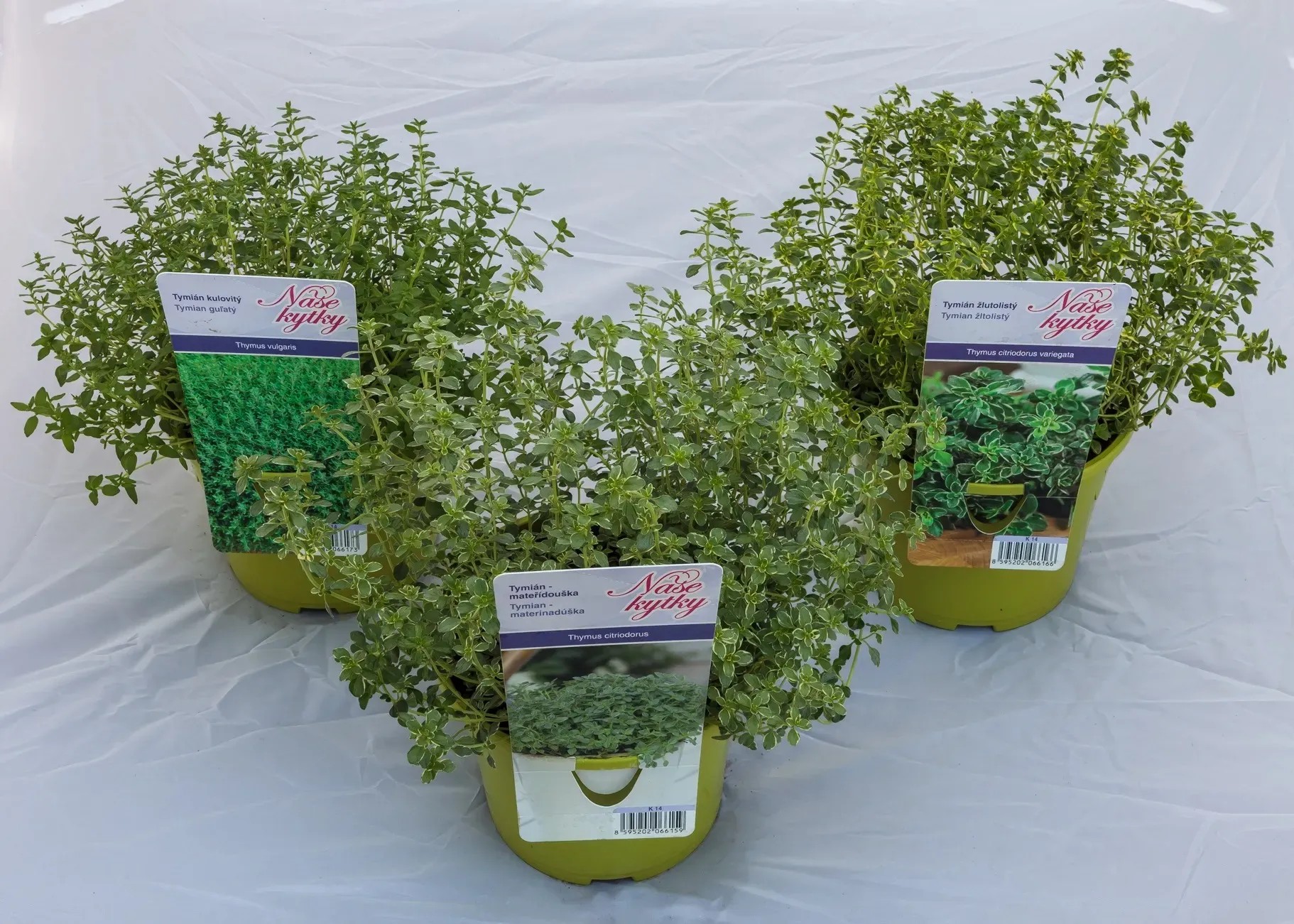 Bylinky mix koupit v OBI