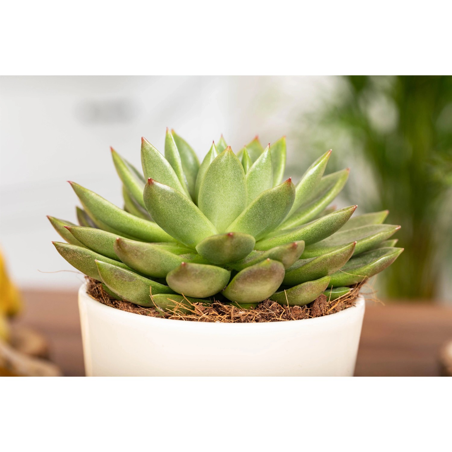 Royal Lemkes Echeveria agavoides "Gold" cca výška 10 cm, pr. 12 cm ...