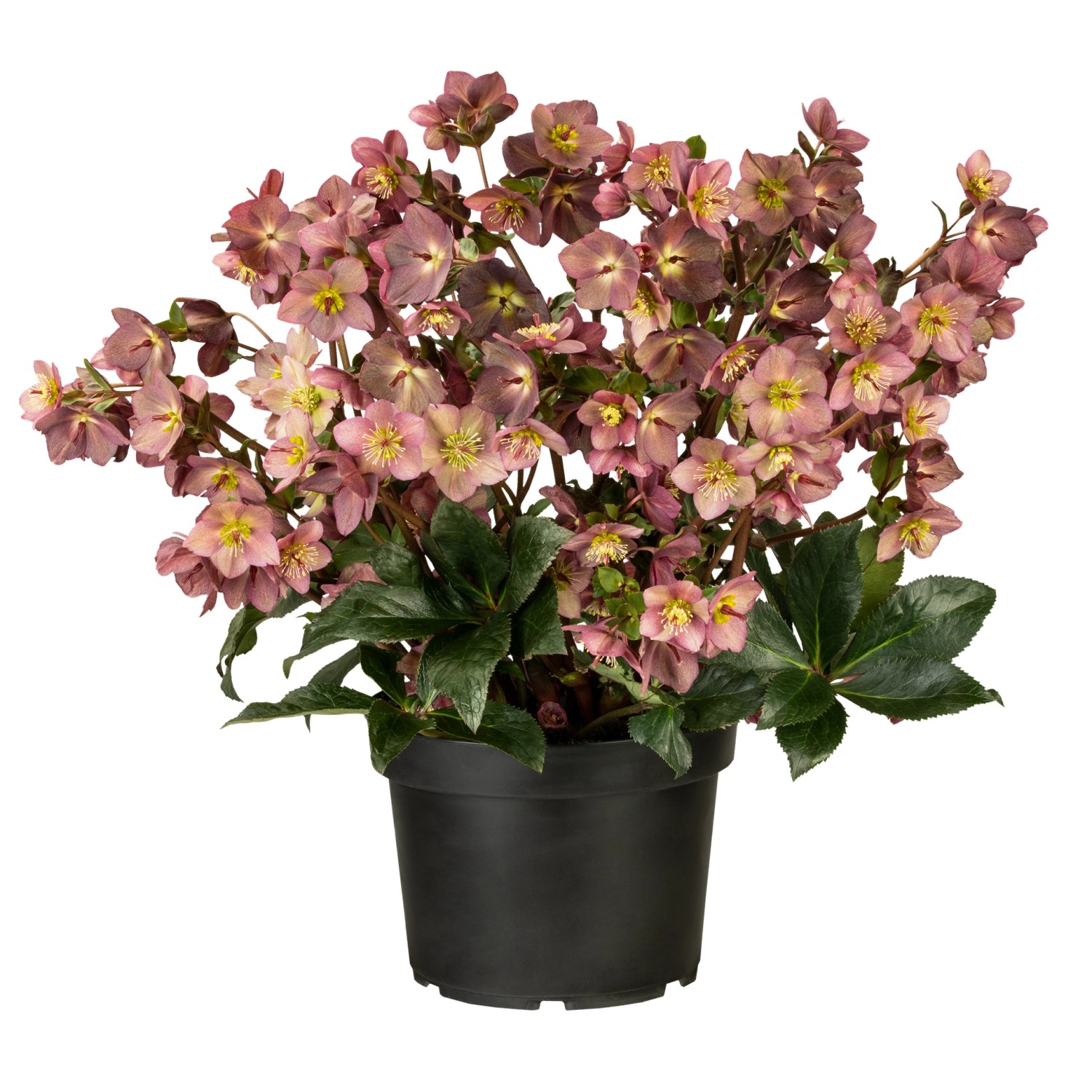 Čeměřice (Helleborus x glandorfensis) "HGC Ice N' Roses", pr. kv. 23 cm ...