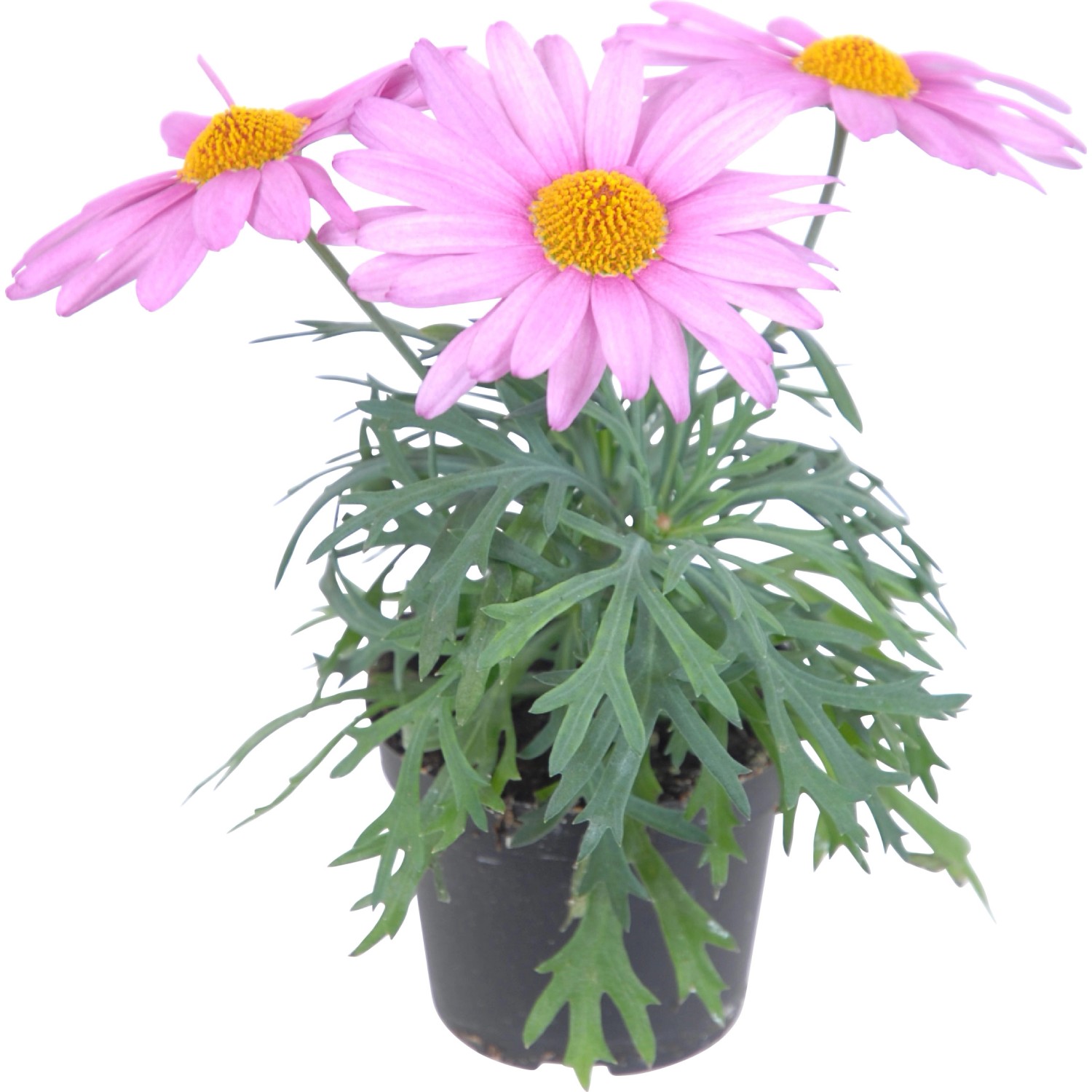 Mini chryzantéma Percussion průměr květináče cca 6 cm nakoupit u OBI