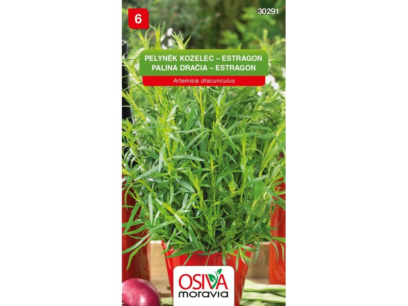 Semínka Pelyněk kozelec Estragon (Artemisia dracunculus) koupit v OBI
