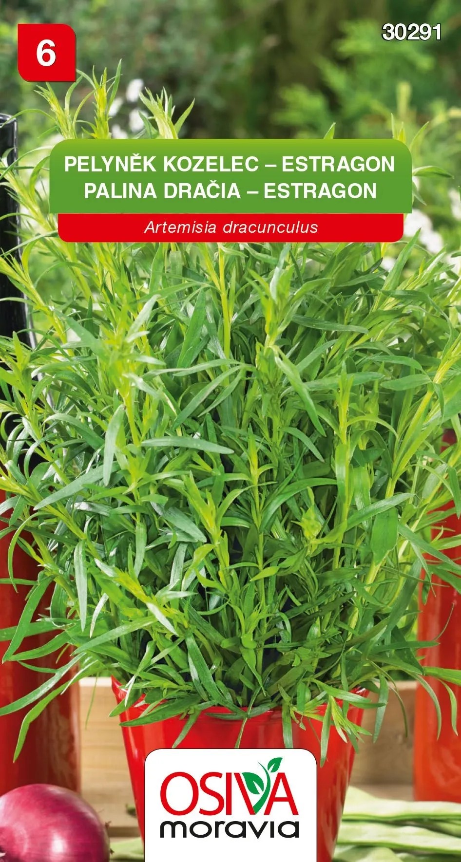 Semínka Pelyněk kozelec Estragon (Artemisia dracunculus) koupit v OBI