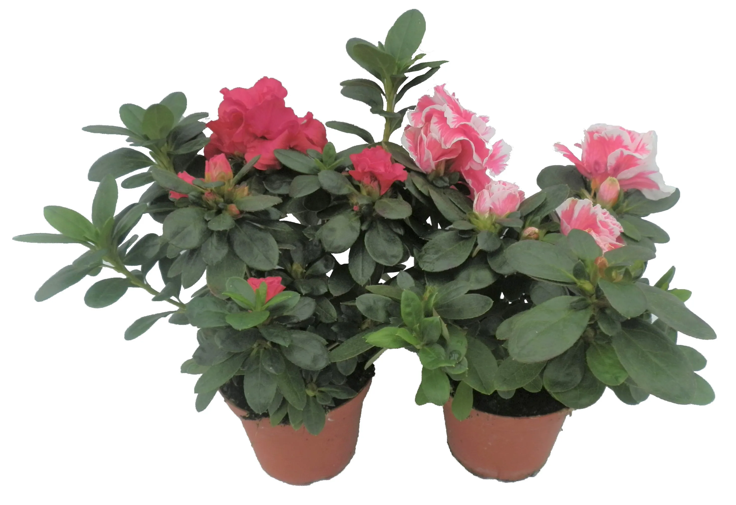 Azalka pokojová (Azalea indica) pr. květináče 12 cm koupit v OBI