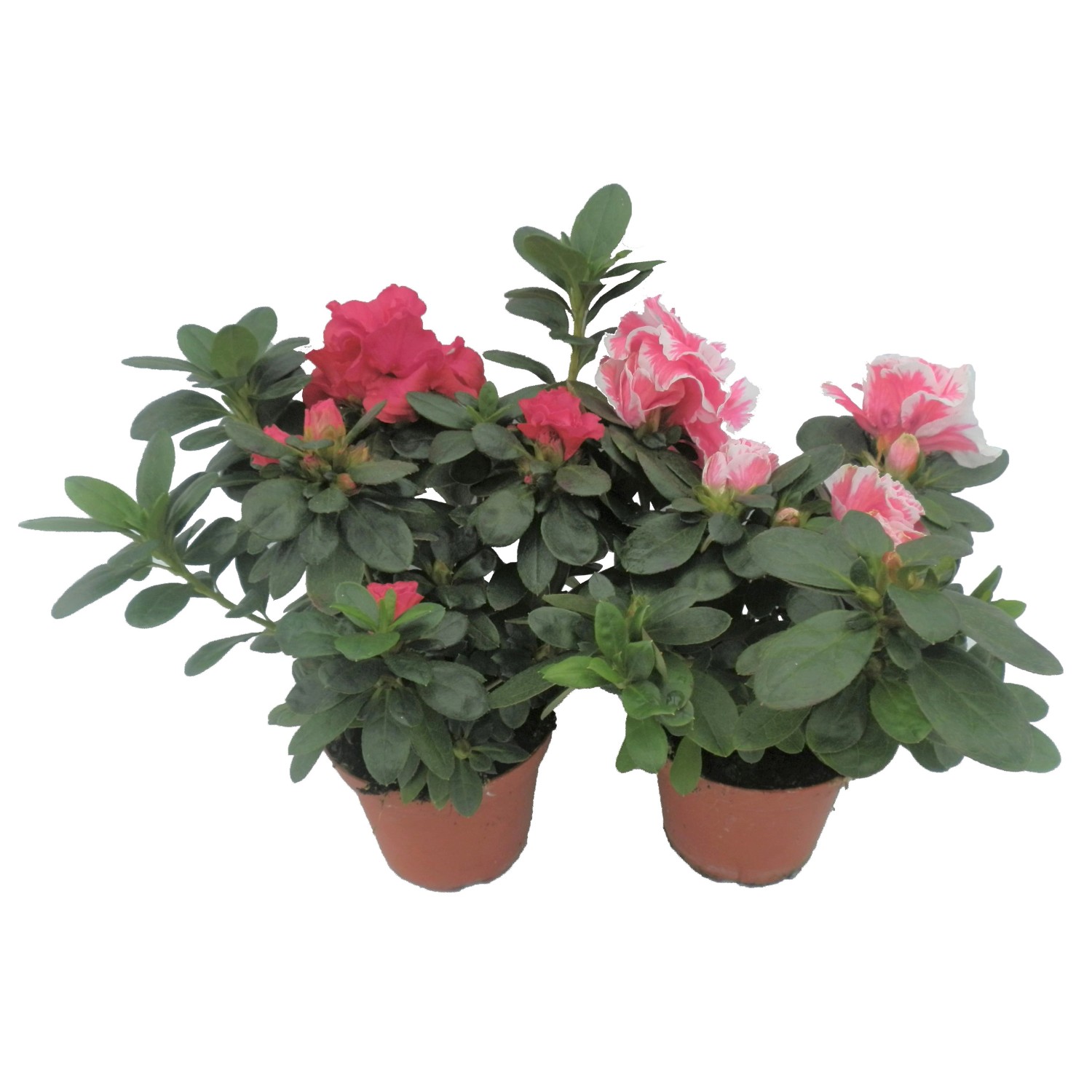 Azalka pokojová (Azalea indica) pr. květináče 12 cm nakoupit u OBI