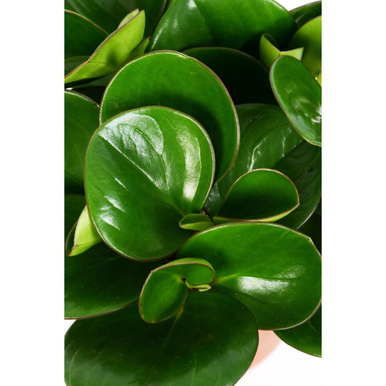 Pepřinec "Bohemian Bravour" průměr květináče 10,5 cm Peperomia optipan ...