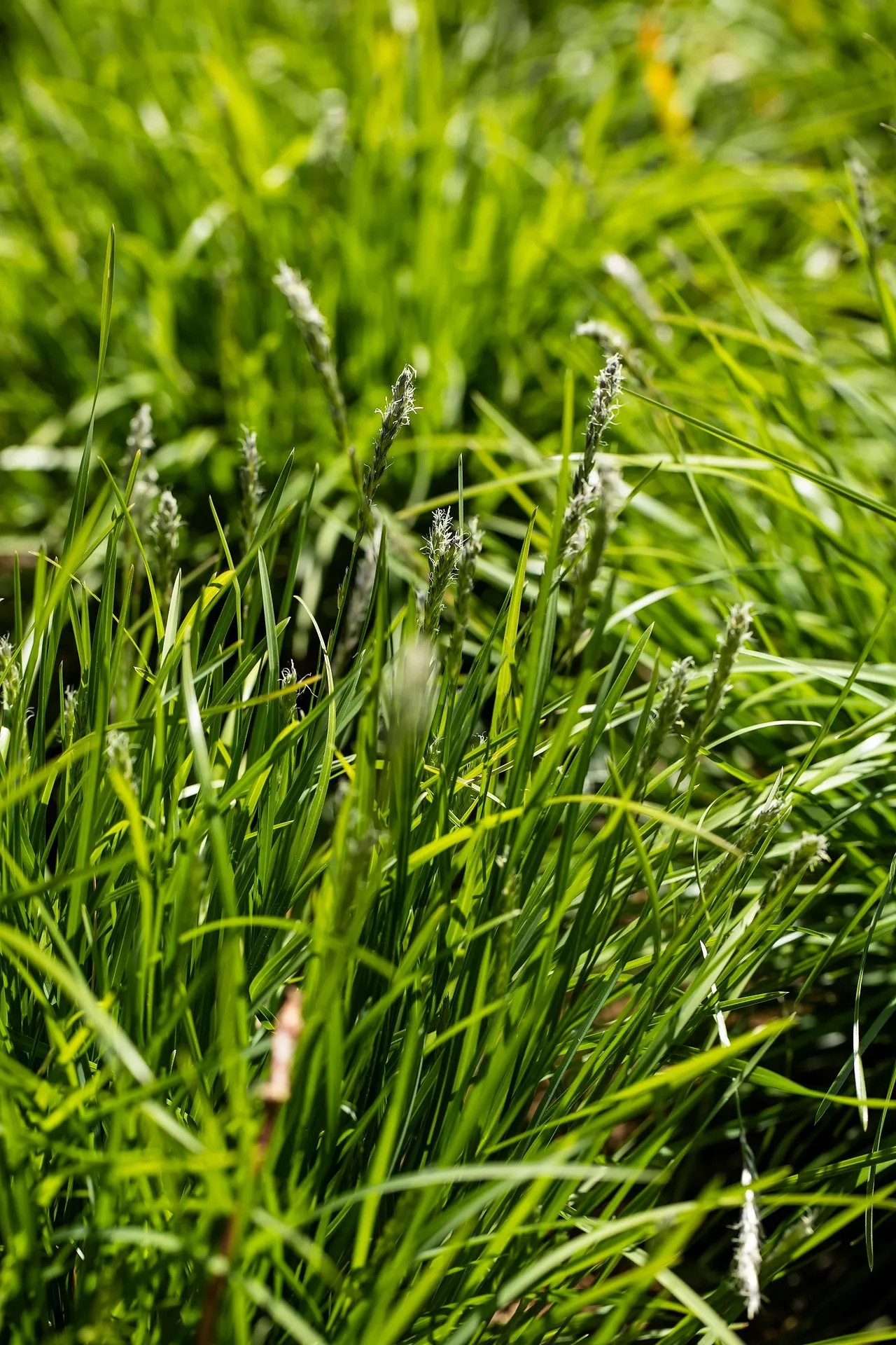 Grow by OBI Pěchava Hybrid pr. kv. 19 cm nakoupit u OBI