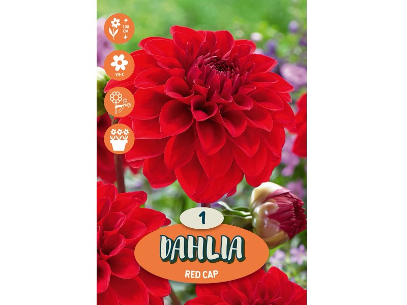 Cibulka jiřina (Dahlia) ''Red Cap'', 1 ks