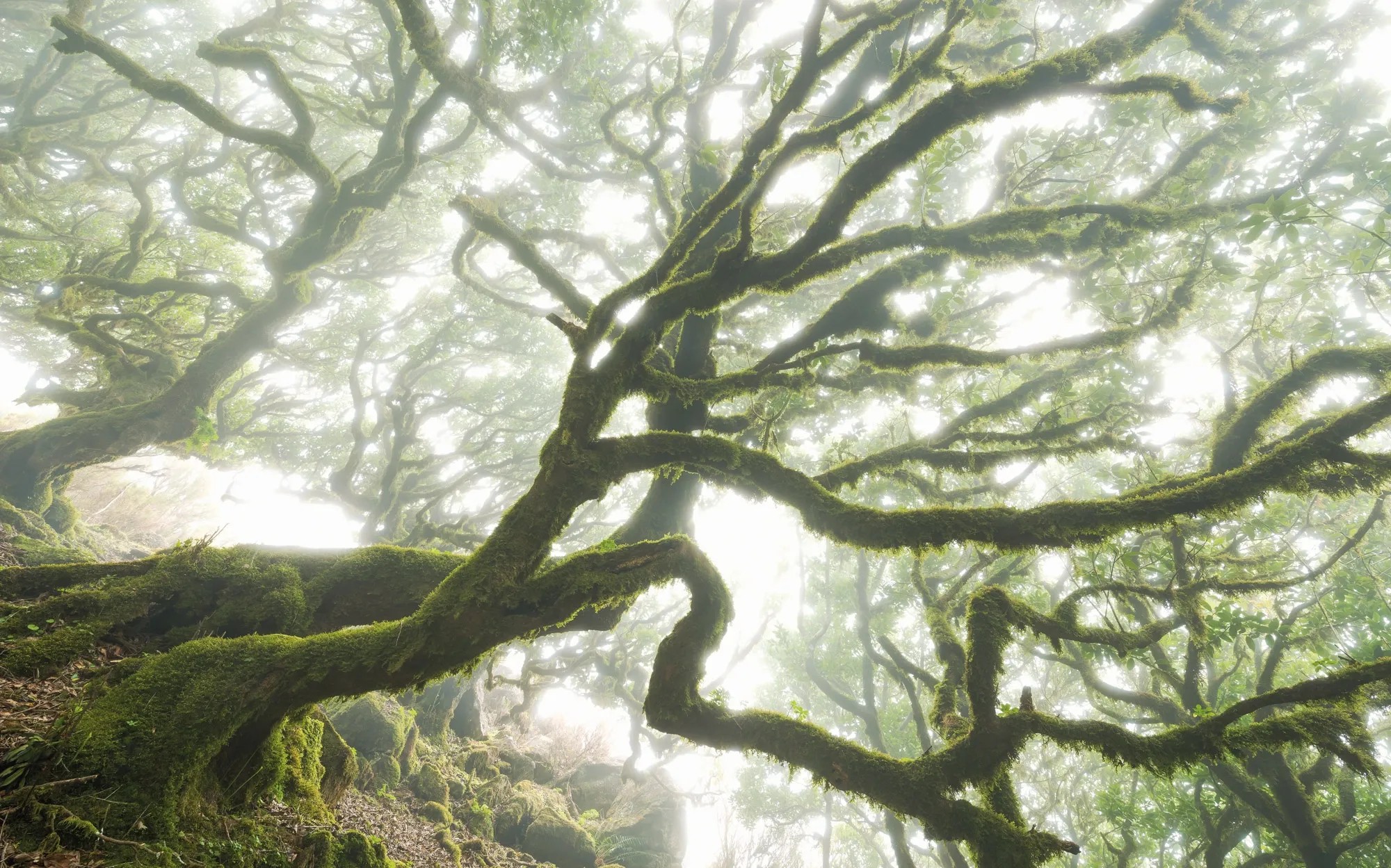 Komar Vliesová fototapeta The Forgotten Forest 400 x 250 cm nakoupit u OBI