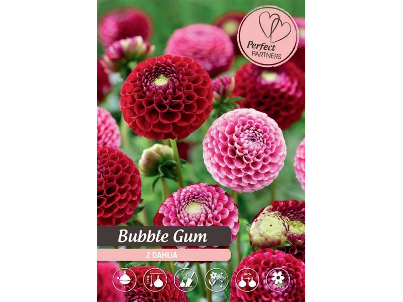 Royal De Ree Holland Dahlia Bubble Gum 2 ks nakoupit u OBI