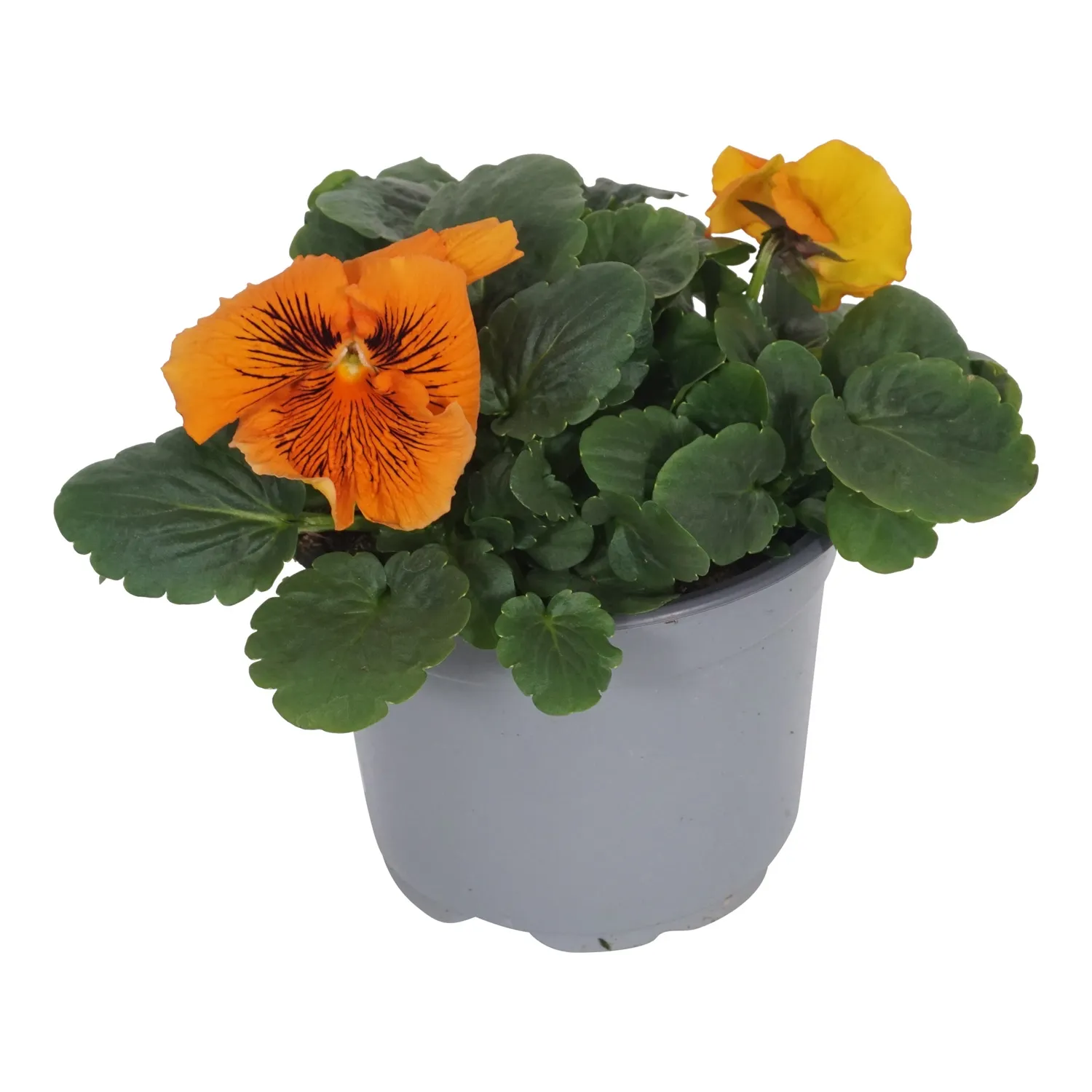 Grow by OBI Violka zahradní (Viola wittrockiana) Cats pr. 13 cm koupit ...