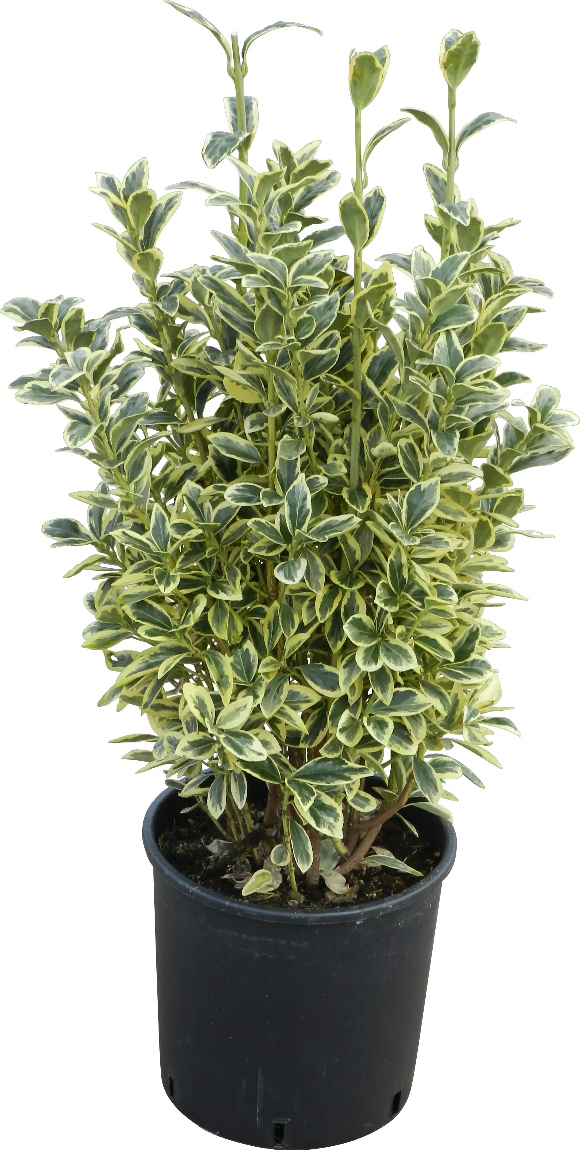 OBI Brslen japonský různé druhy výška cca 50 - 60 cm koupit v OBI