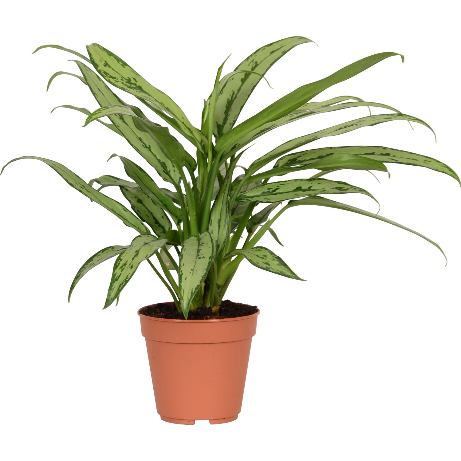 Aglaonema průměr květináče cca 12 cm nakoupit u OBI