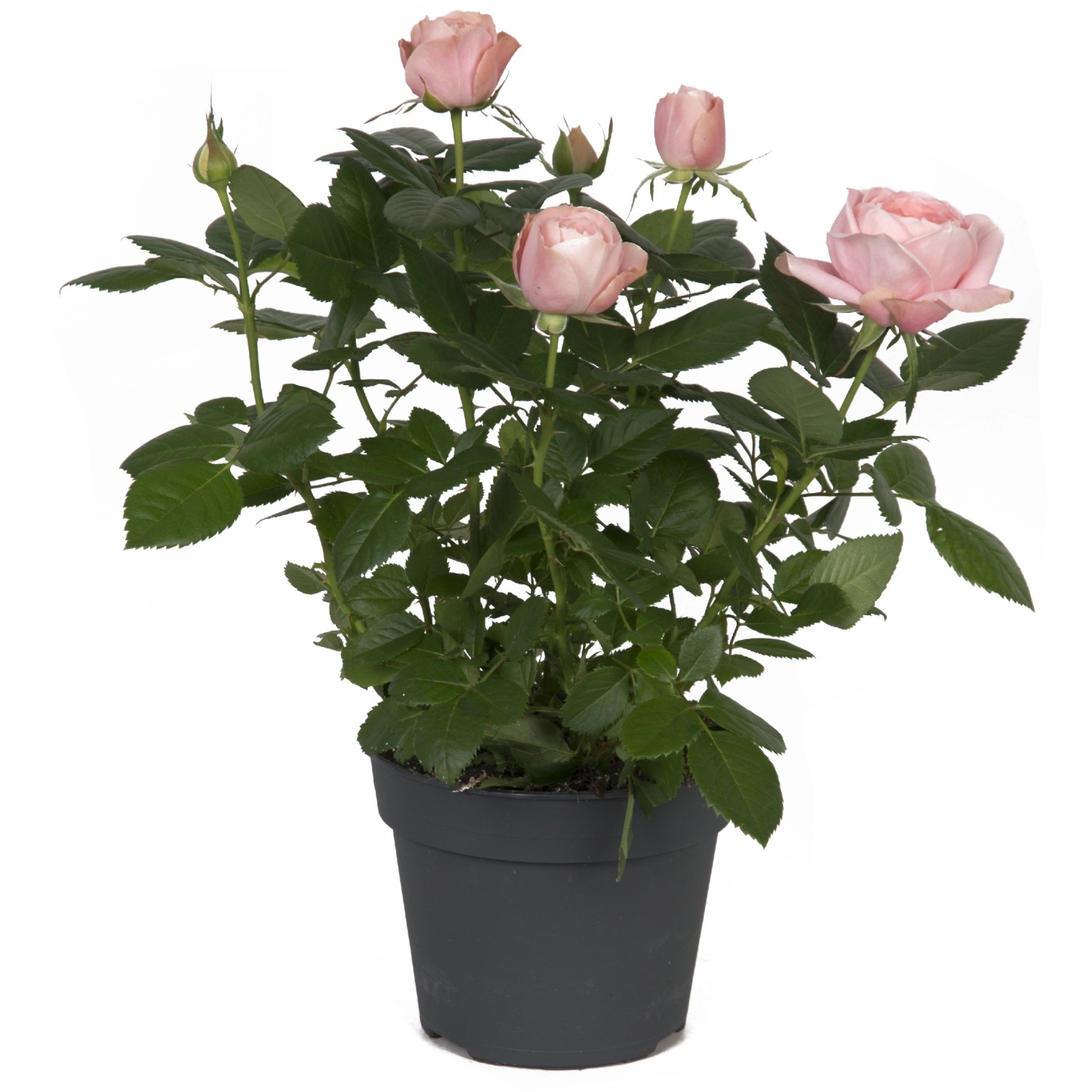 Pokojová růže různé barvy pr. květináče cca 13 cm koupit v OBI