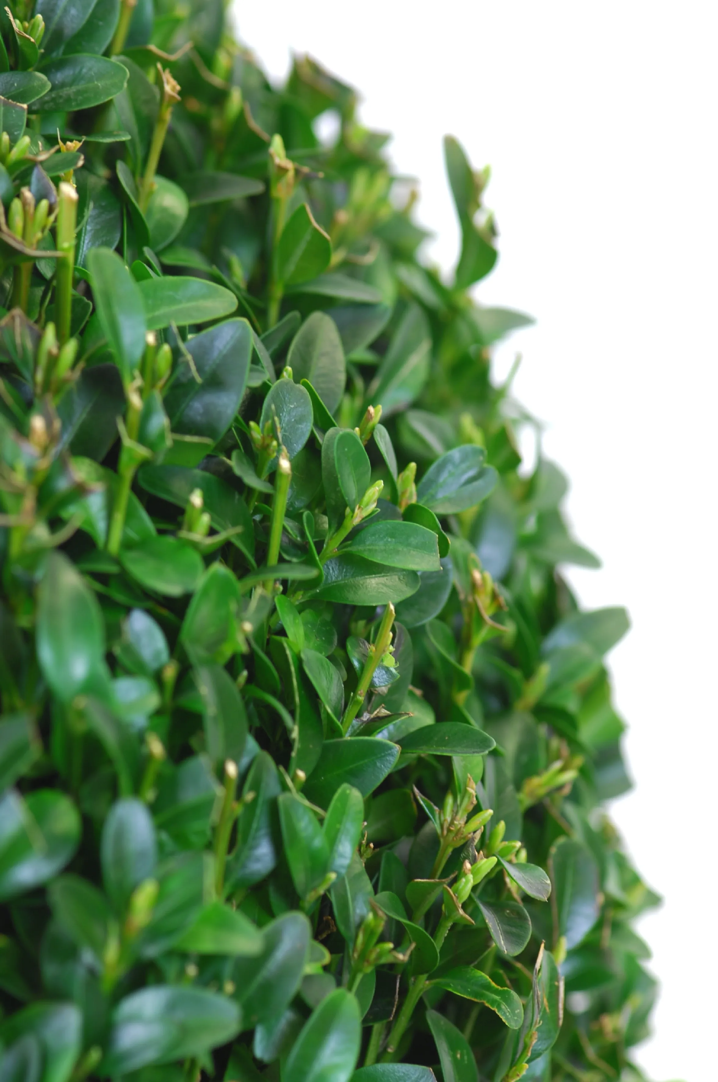 Zimostráz (Buxus sempervirens), pr. cca 20 cm, květináč 3 l koupit v OBI