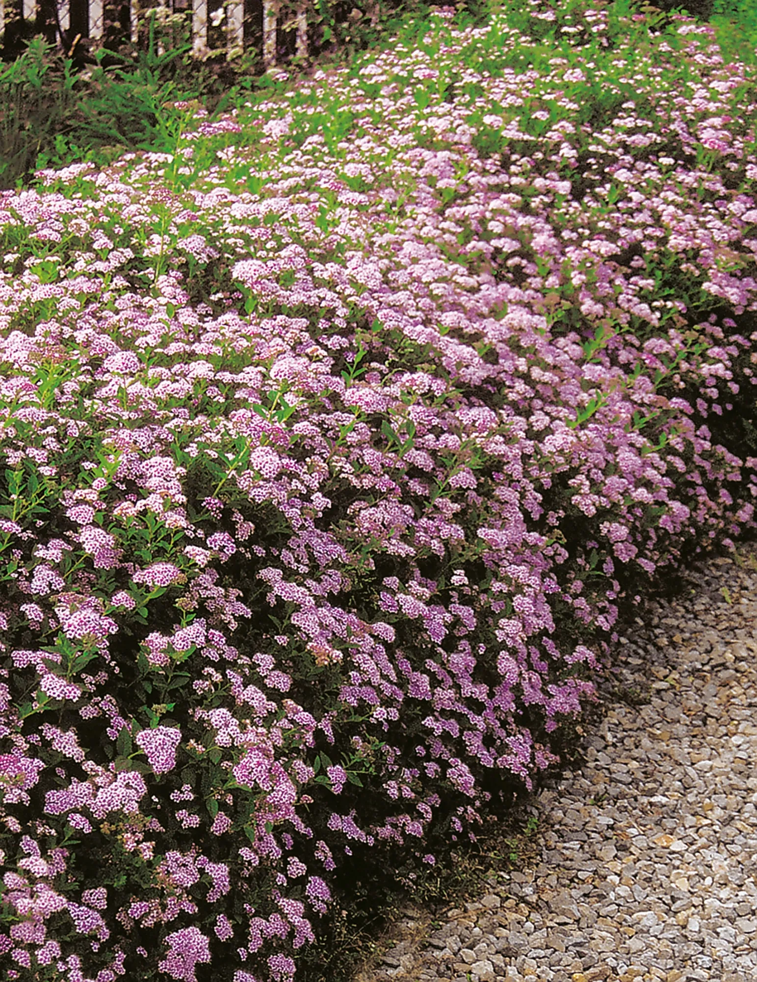 OBI Tavolník (Spiraea) "Little Princess" světle růžový, výška 20-30 cm ...