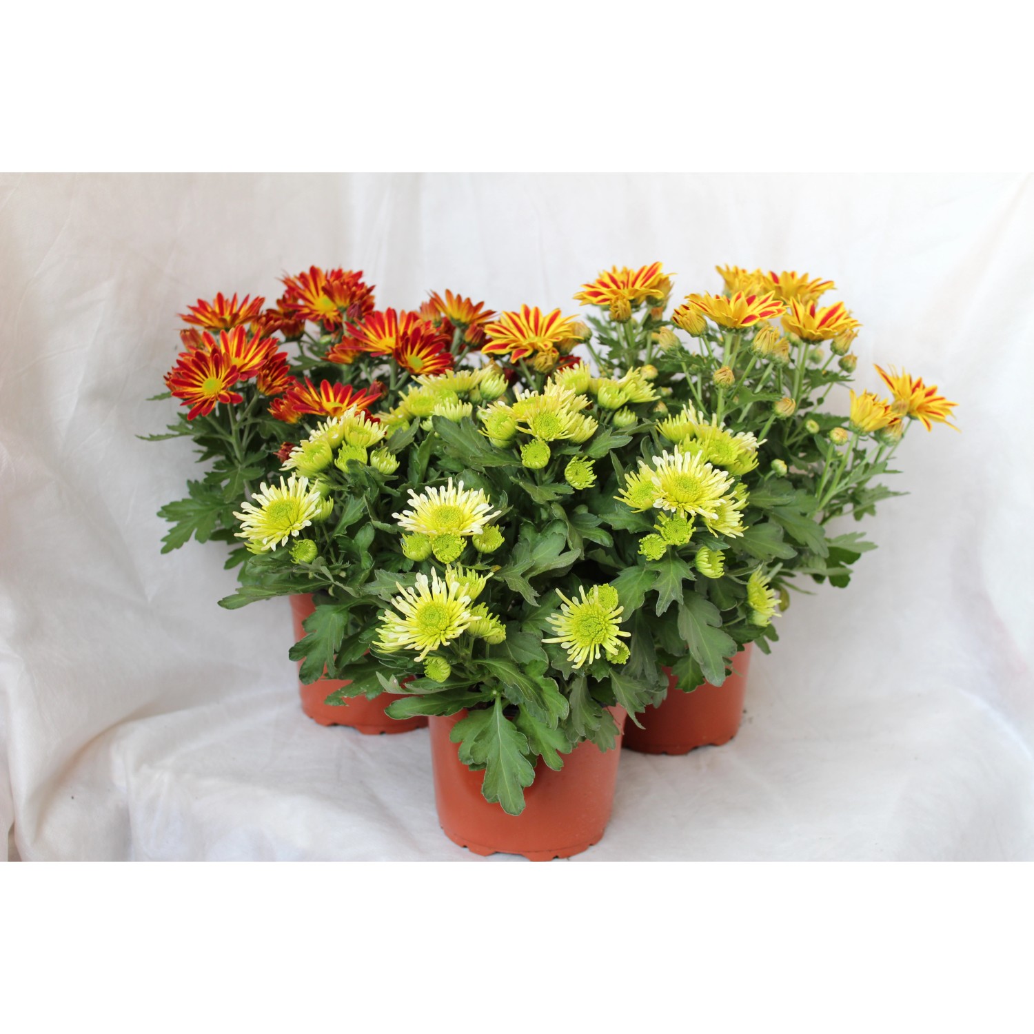 CZ-FLORA Listopadka indická (Chrysanthemum indicum) různé barvy pr. cca ...