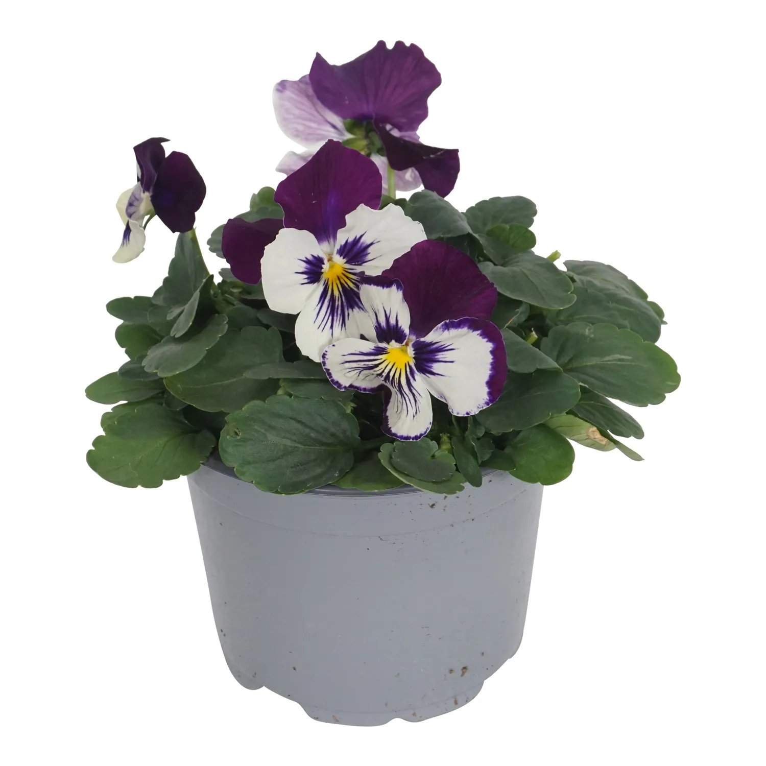 Grow by OBI Violka zahradní (Viola wittrockiana) Cats pr. 13 cm koupit ...