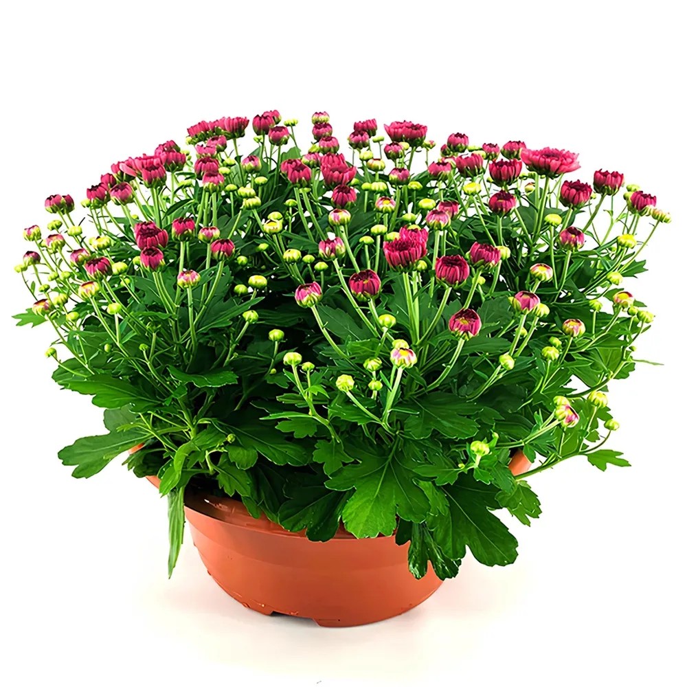 Listopadka indická (Chrysanthemum indicum) aranžmá miska T19 různé ...