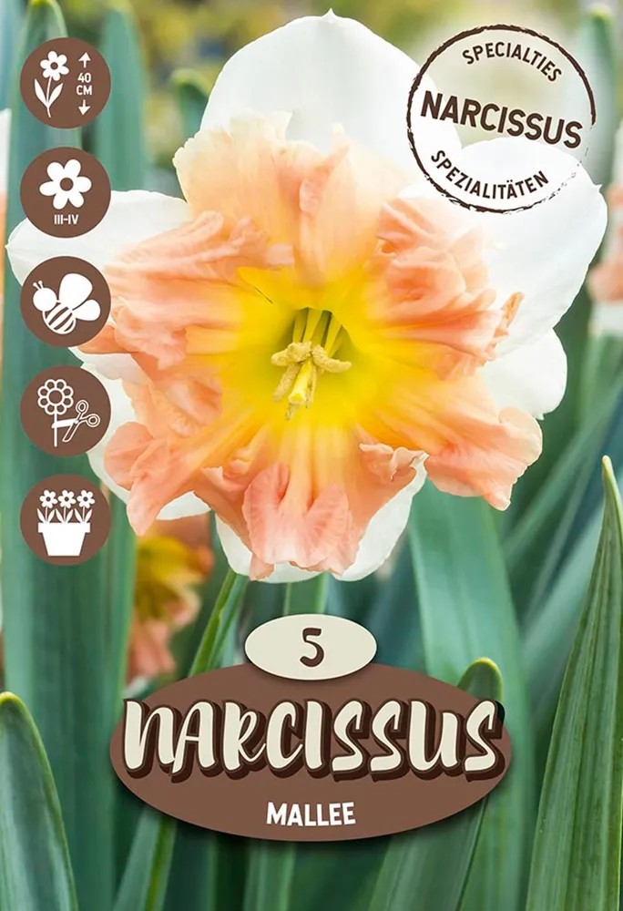 Royal De Ree Holland Květinové cibulky narcis (Narcissus) "Mallee" 5 ks ...