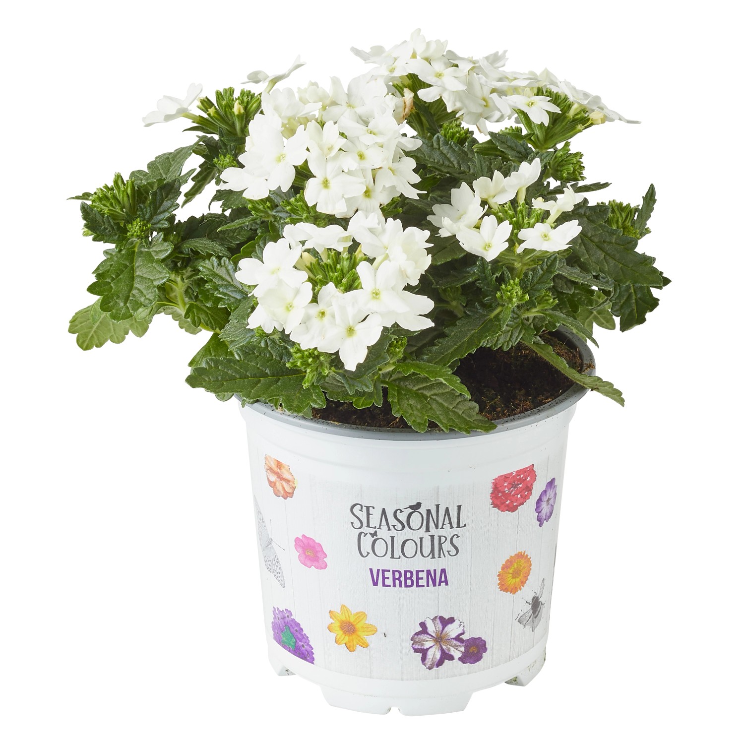 Sporýš zkřížený (Verbena hybrida), různé barvy, pr. kv. cca 10,5 cm nakoupit u OBI