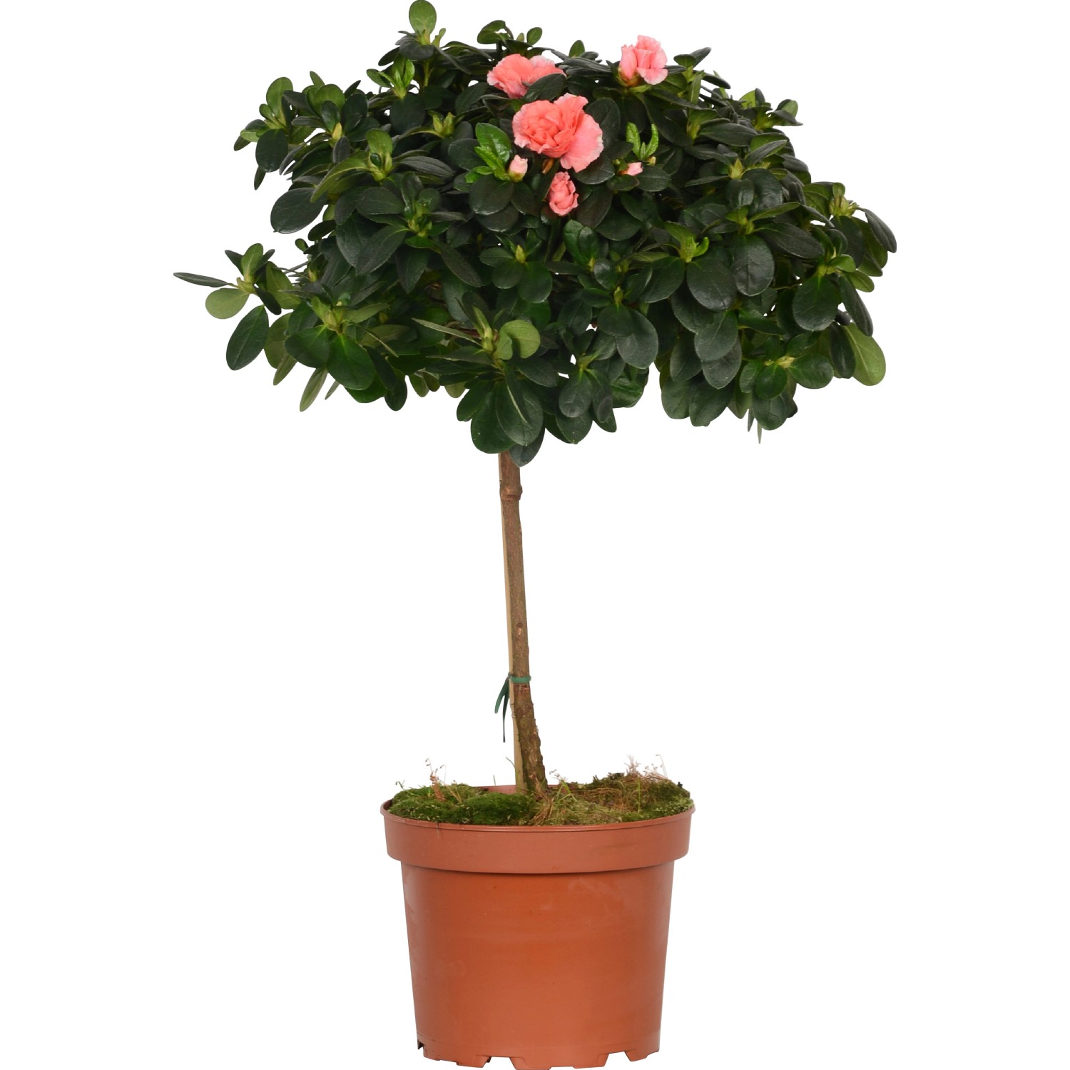 Pokojová azalka mix na kmínku průměr květináče cca 19 cm koupit v OBI