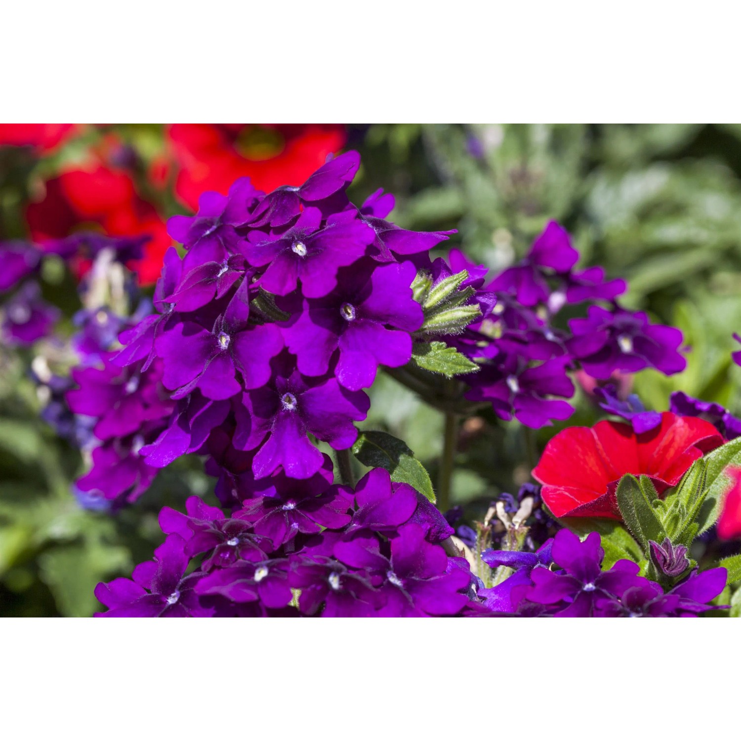 Sporýš zkřížený (Verbena hybrida) keř, pr. 14 cm