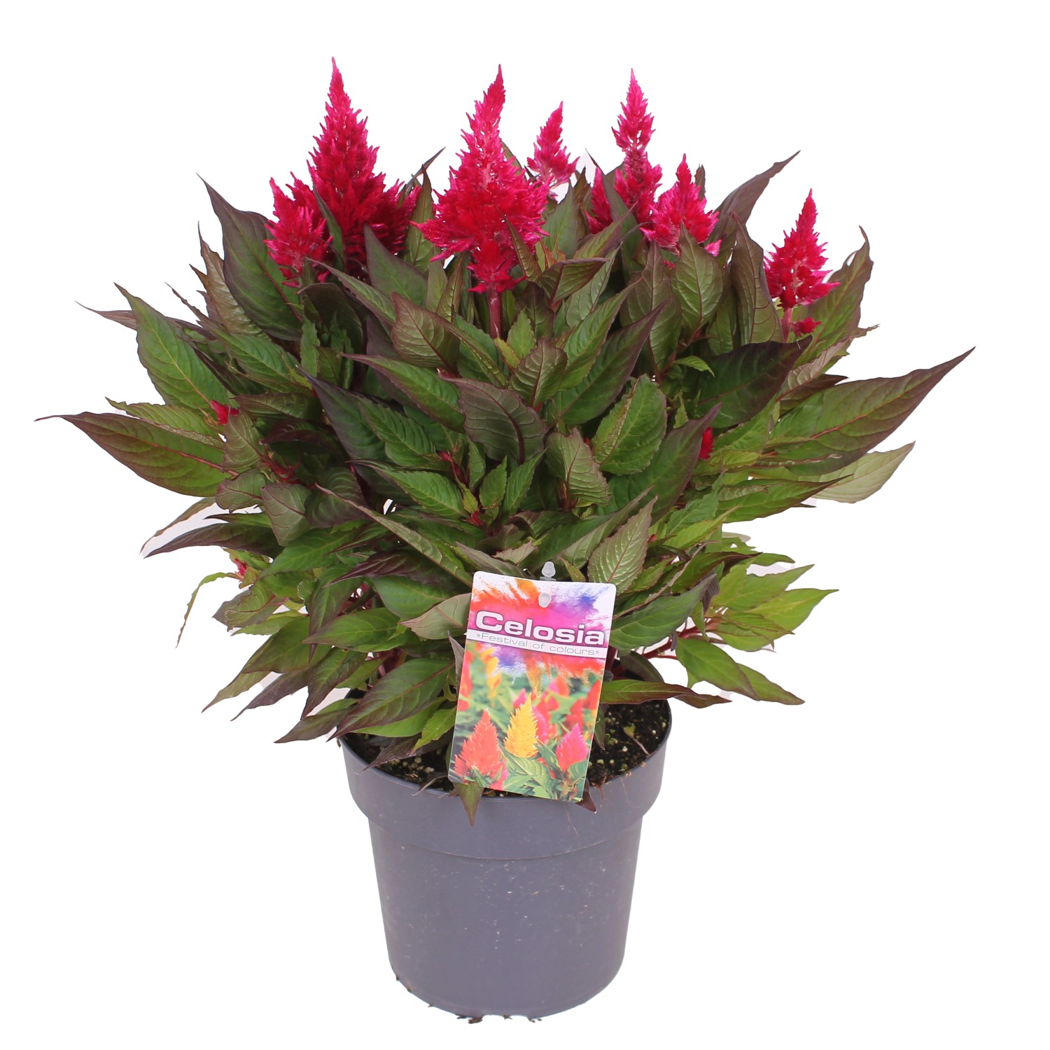 Nevadlec hřebenitý (Celosia argentea) různé barvy výška 40-45 cm, pr. 17 cm nakoupit u OBI