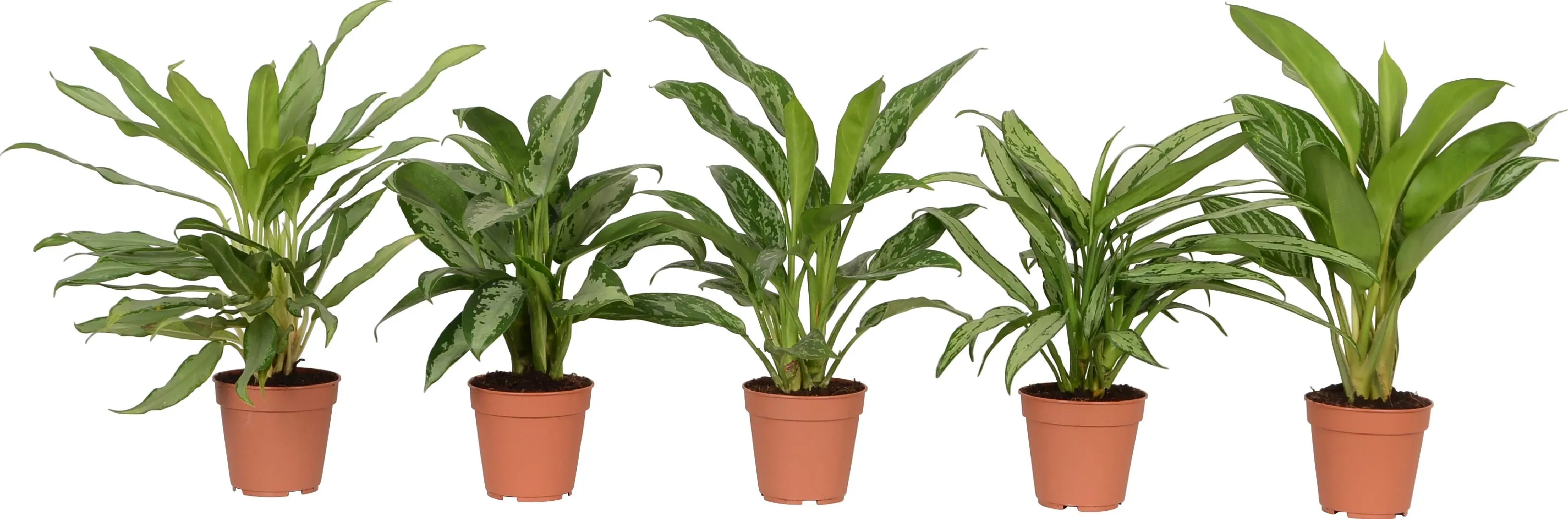 Aglaonema průměr květináče cca 12 cm nakoupit u OBI
